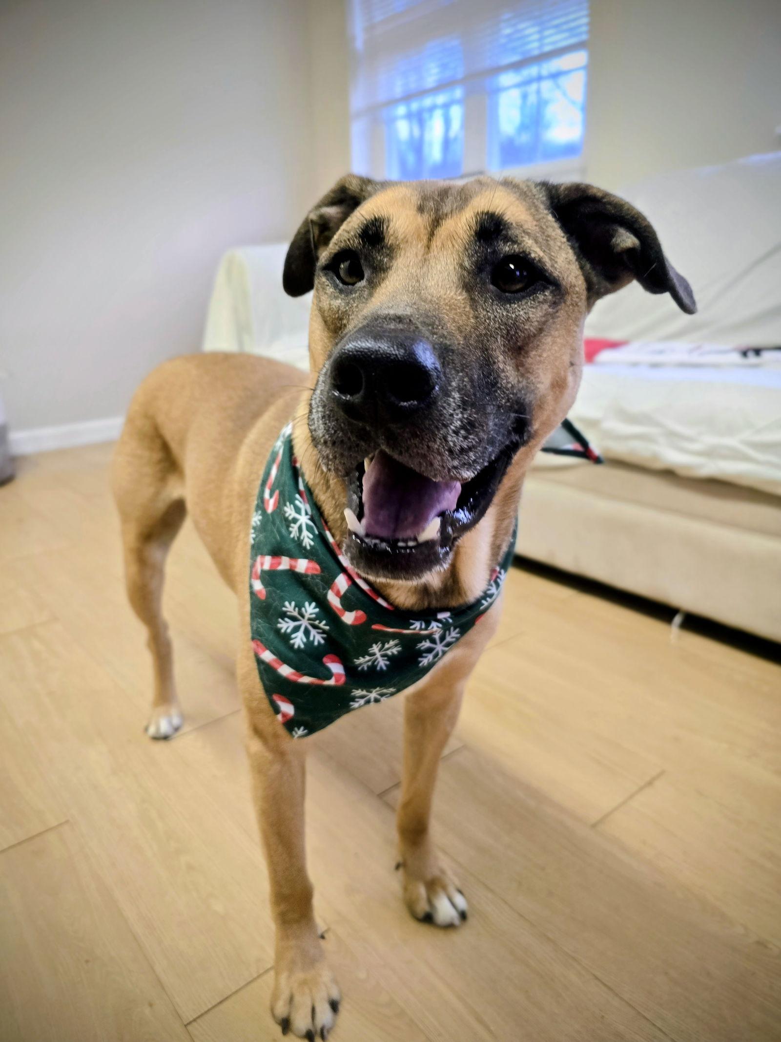 Adopt a Black Mouth Cur for Sale & Adoption | GetBuddy