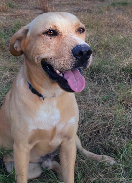 Delaware SPCA Sussex Chapter in Georgetown, DE