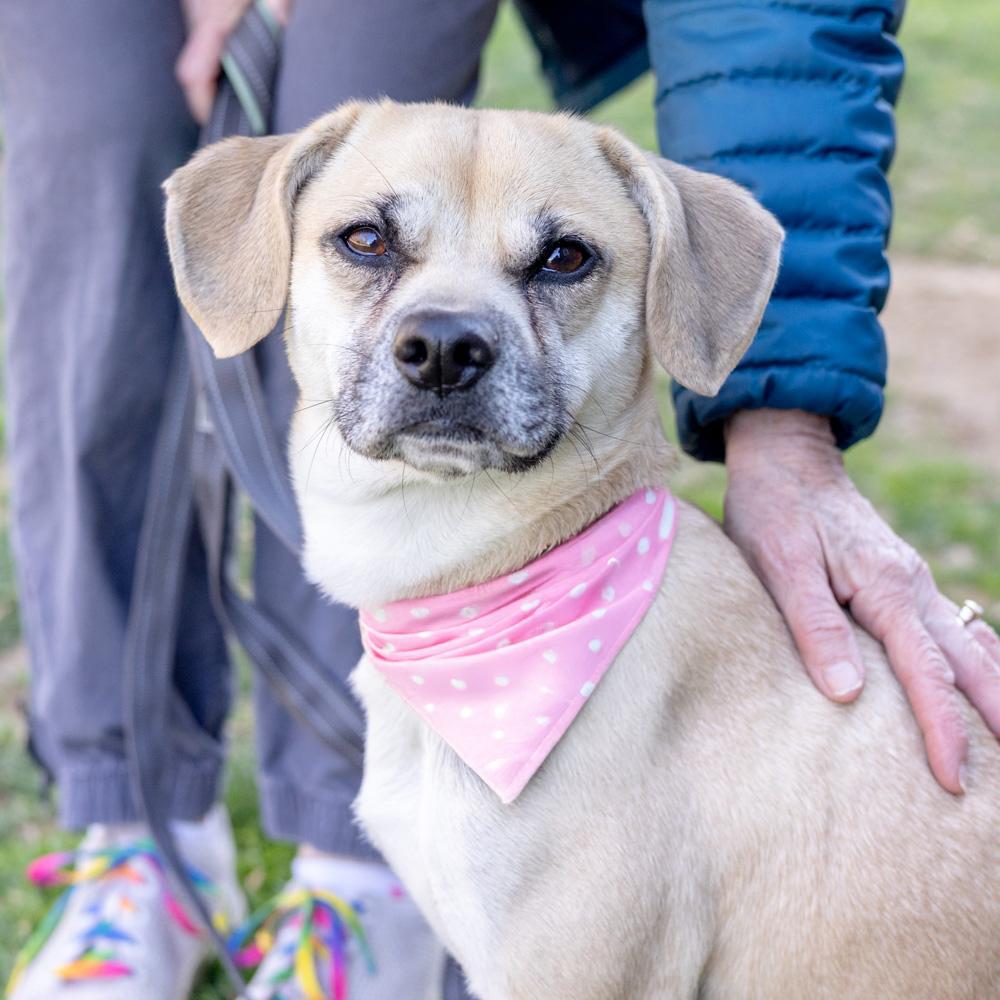 Dog for adoption - Ella (Female), a Puggle in West Grove, PA | Petfinder