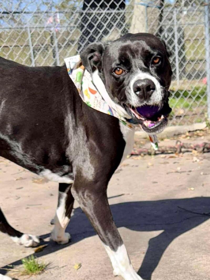 Dog for adoption - Kobi Smith Mr. Loveable, a Black Labrador Retriever ...