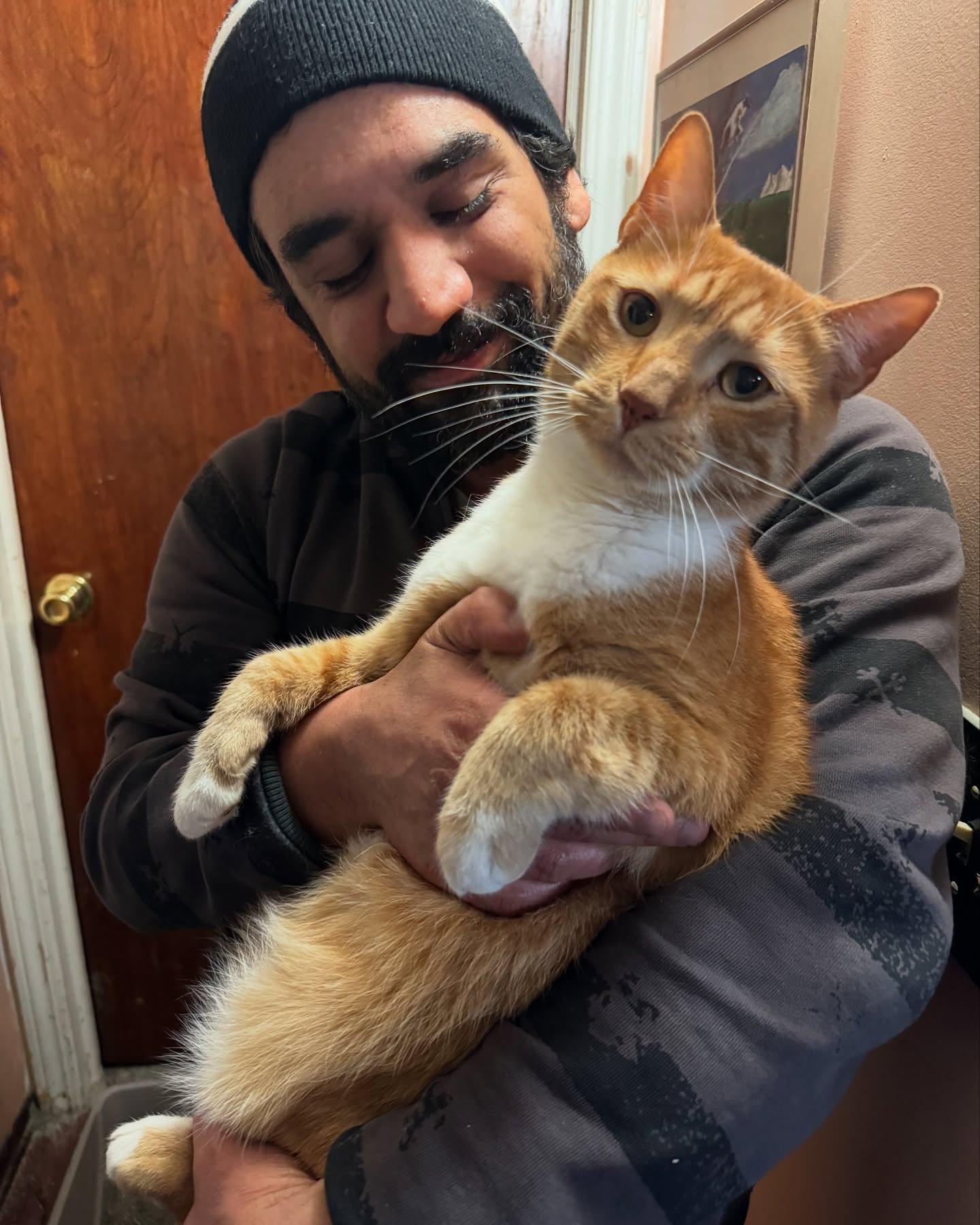 Cat for adoption - Vincent, a Domestic Short Hair in Rochester, NY | Petfinder