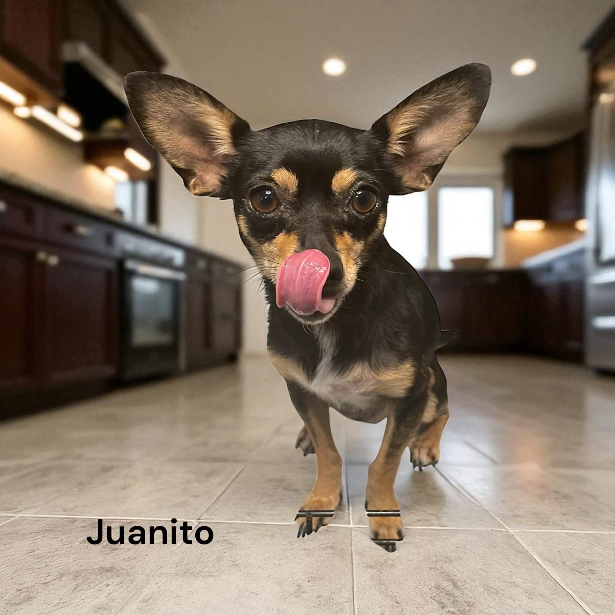 Dog for adoption - Juanito, a Chihuahua in Ridgefield, NJ | Petfinder