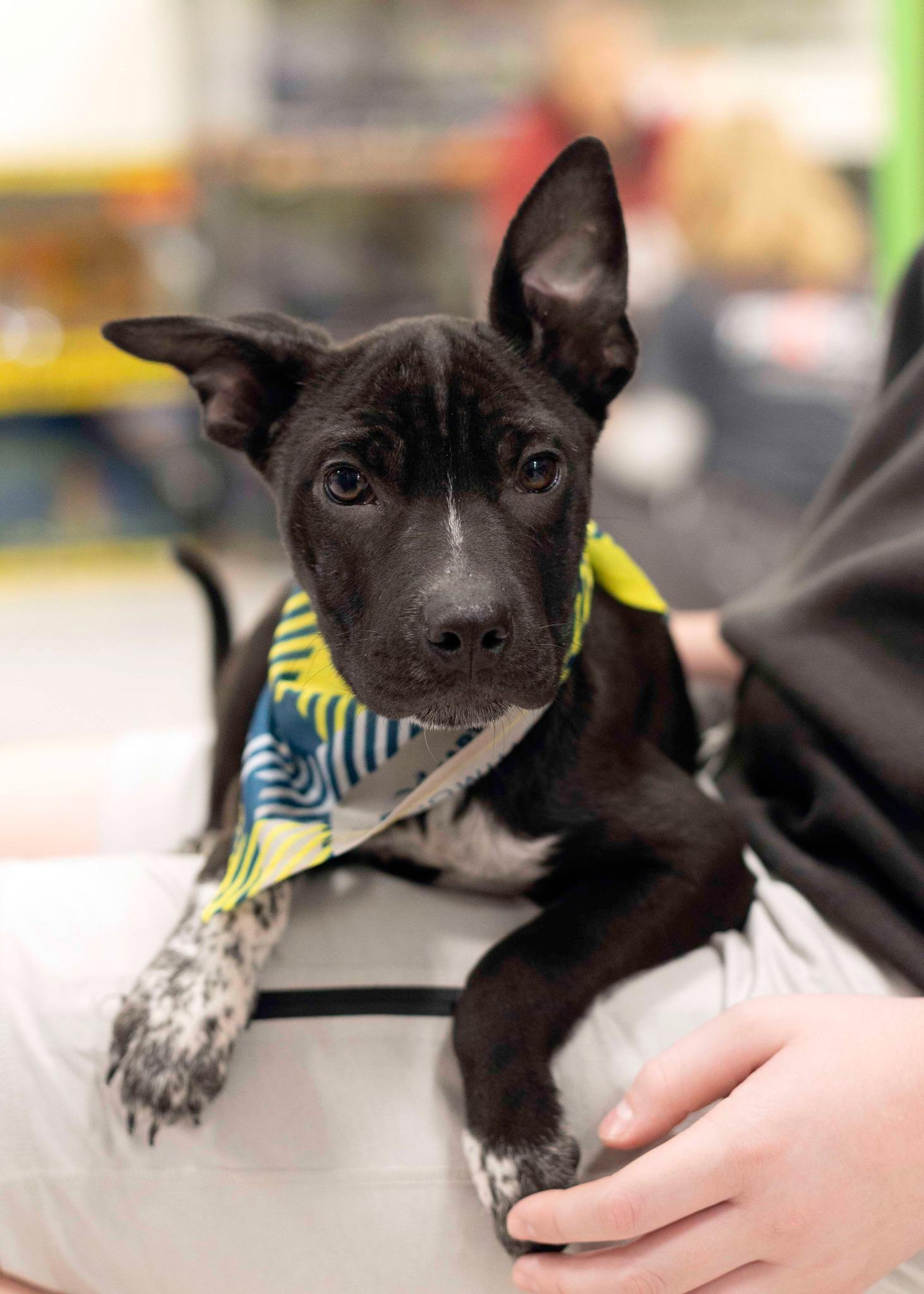 Dog for adoption - Rockin Ricky Rialto, a Mixed Breed in West Richland ...