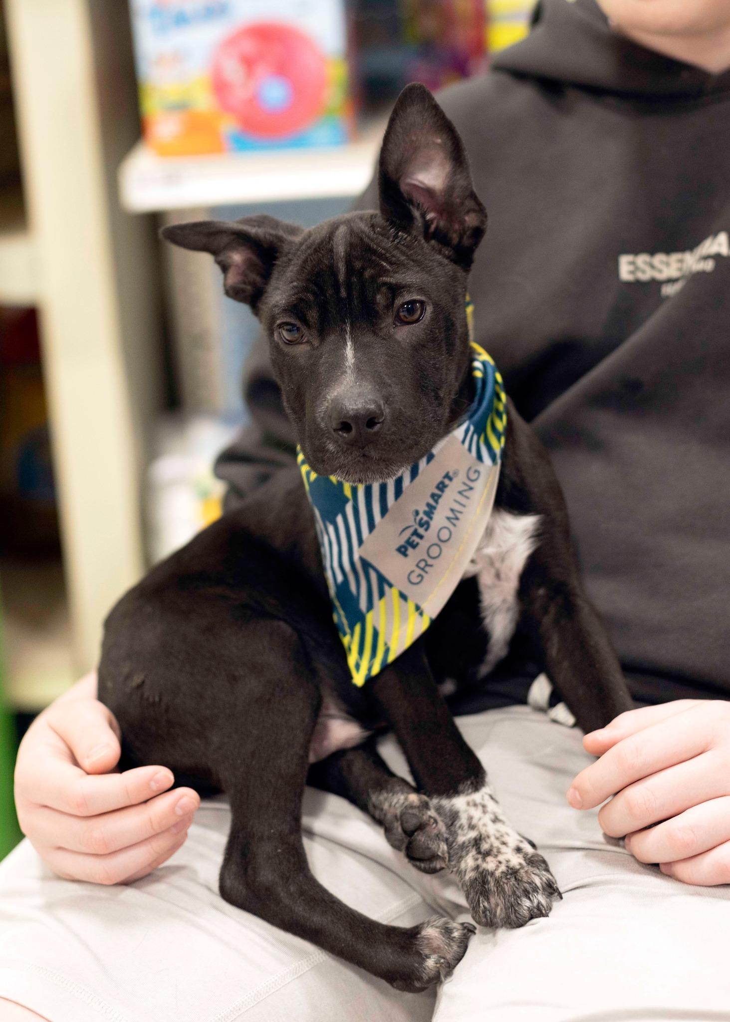 Dog for adoption - Rockin Ricky Rialto, a Mixed Breed in West Richland ...