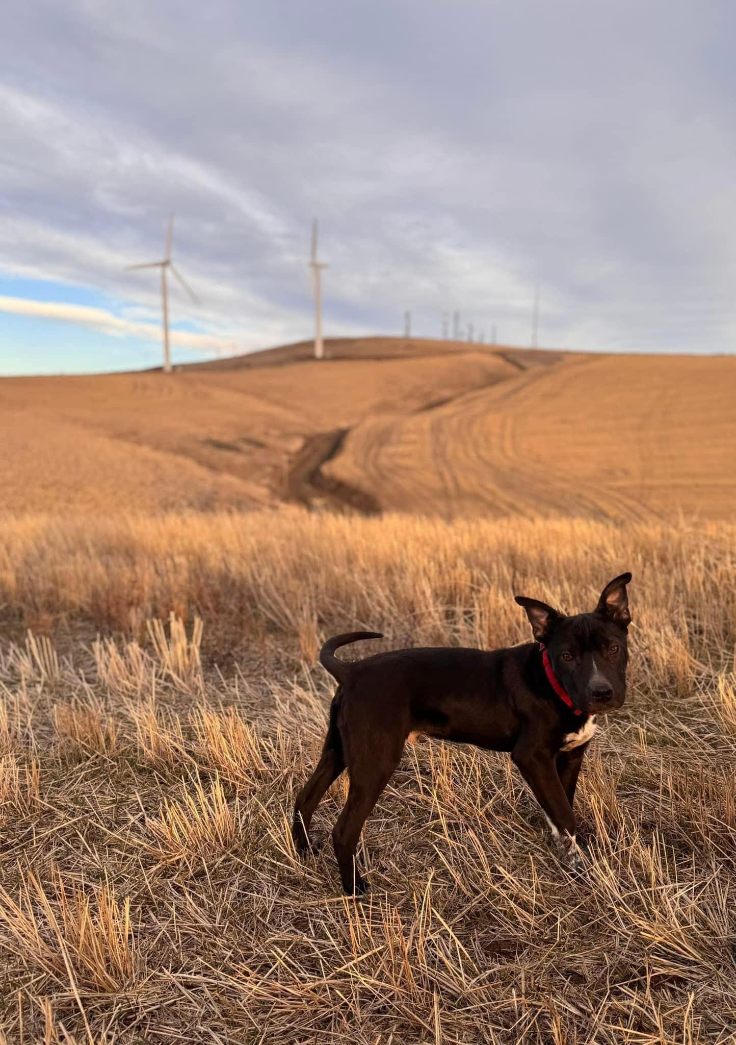 Dog for adoption - Rockin Ricky Rialto, a Mixed Breed in West Richland ...