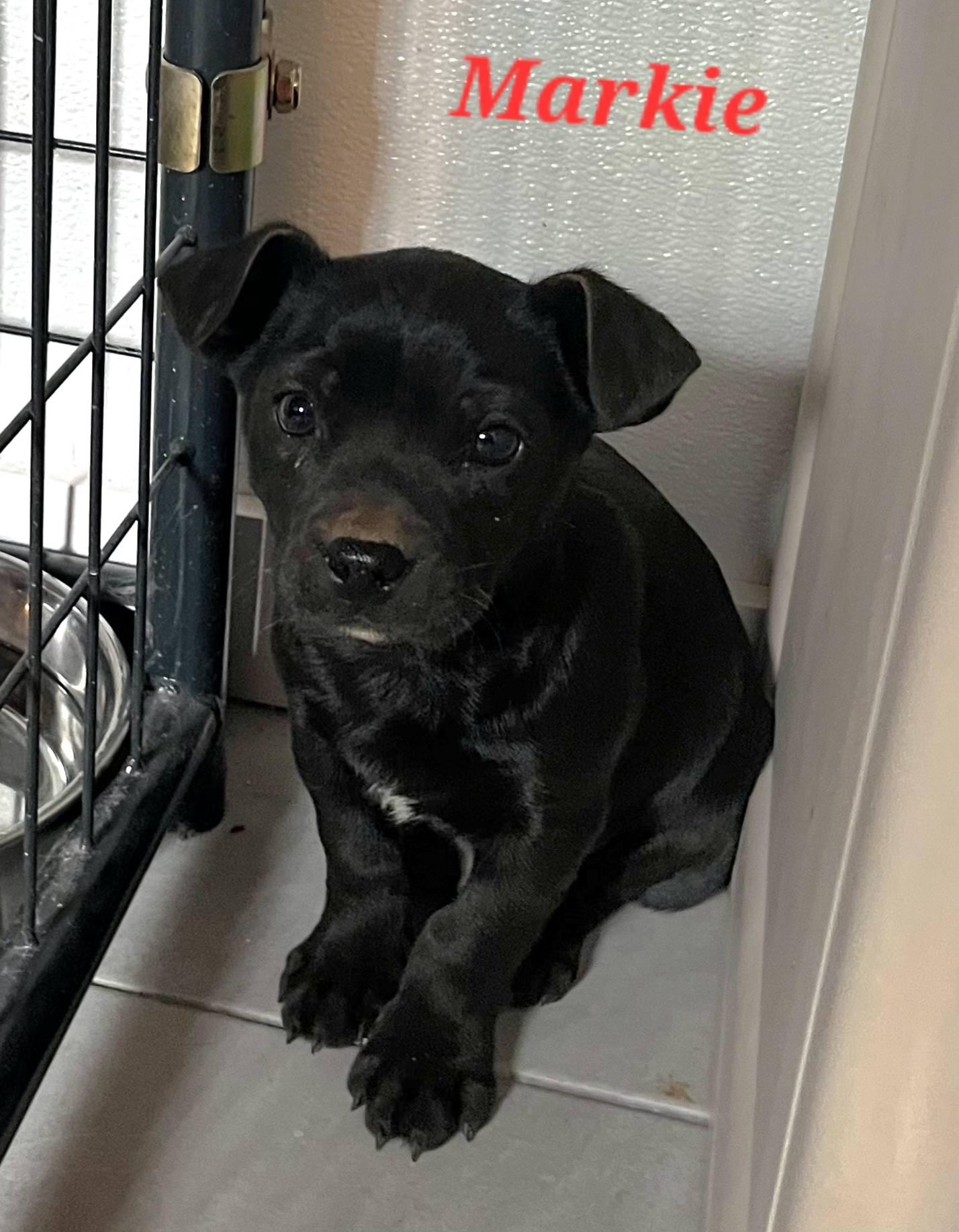 Dog for adoption - Markie, a Terrier Mix in Mount Pleasant, NC | Petfinder