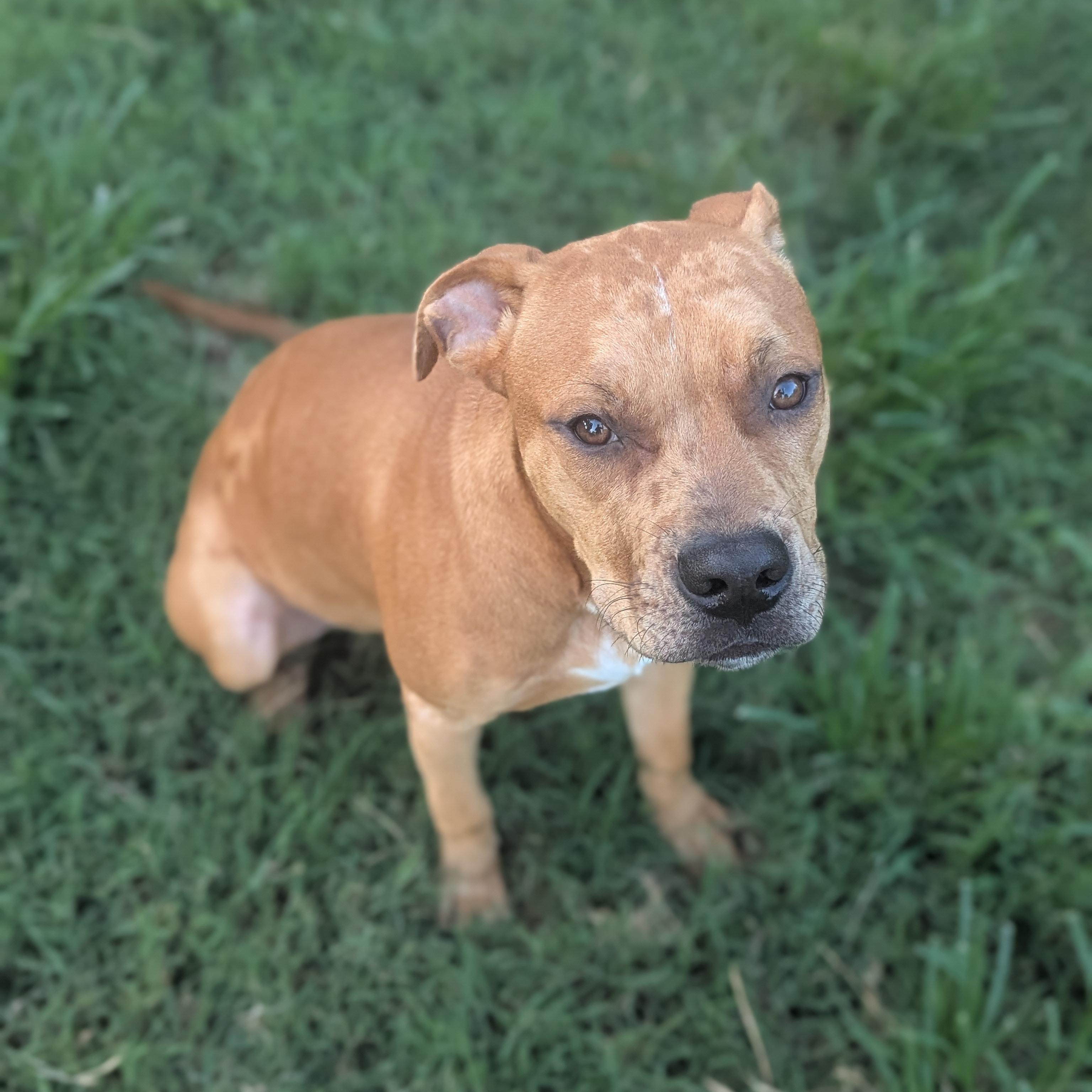Dog for adoption - Moto, a Catahoula Leopard Dog & Boxer Mix in ...