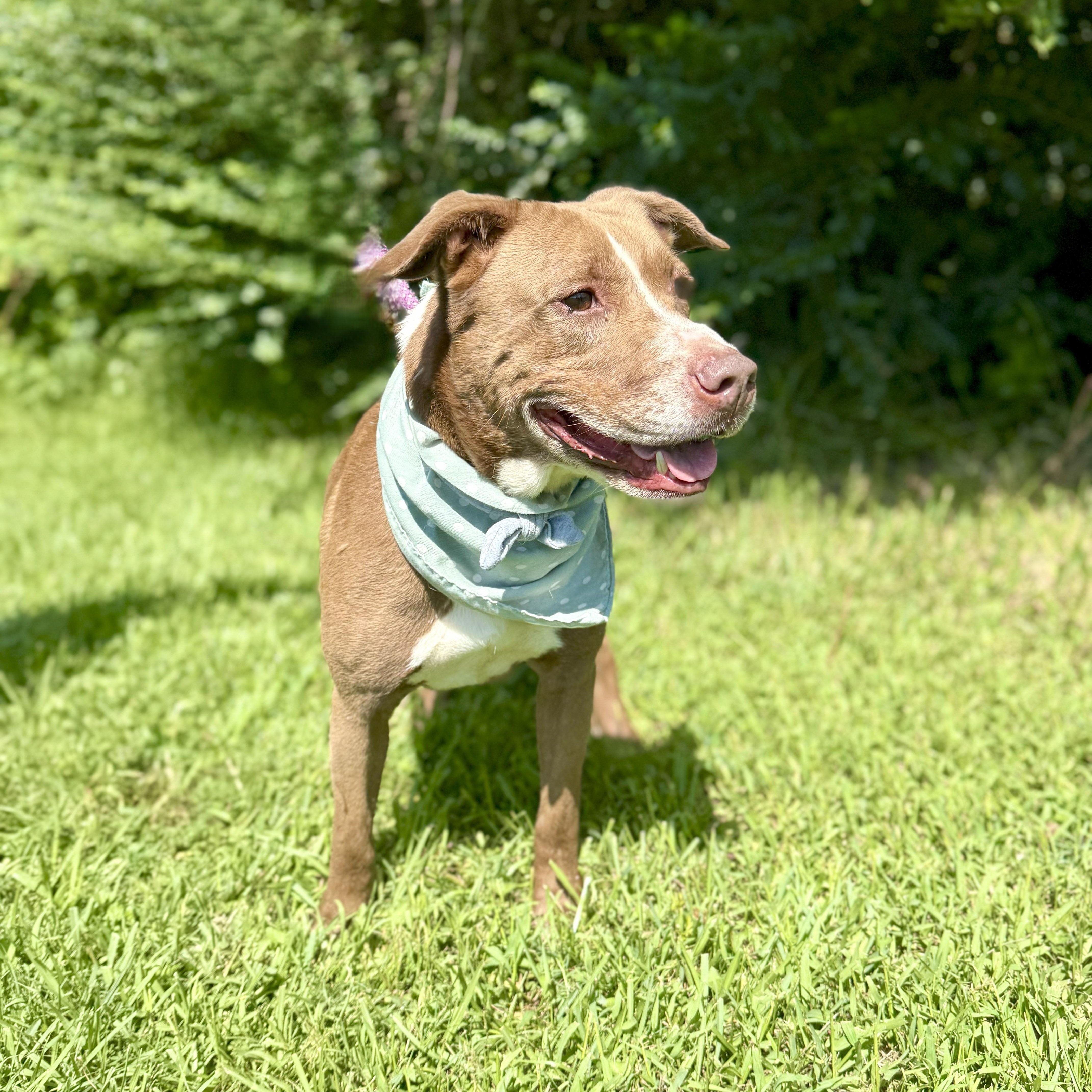Dog for adoption - Soccer, a Labrador Retriever & American ...