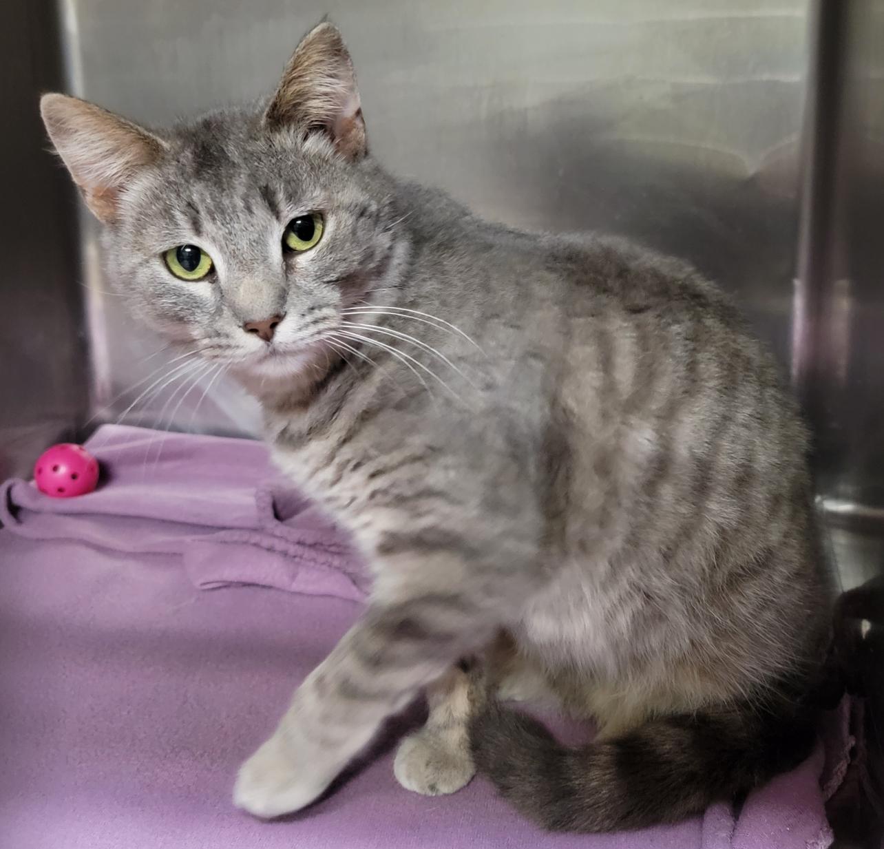 Cat for adoption - Parfait (Empty-Nester), a Tabby & Domestic Short ...