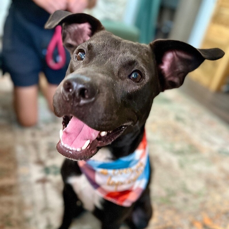 Dog for adoption - Ozzy, a Black Labrador Retriever & Pit Bull Terrier ...