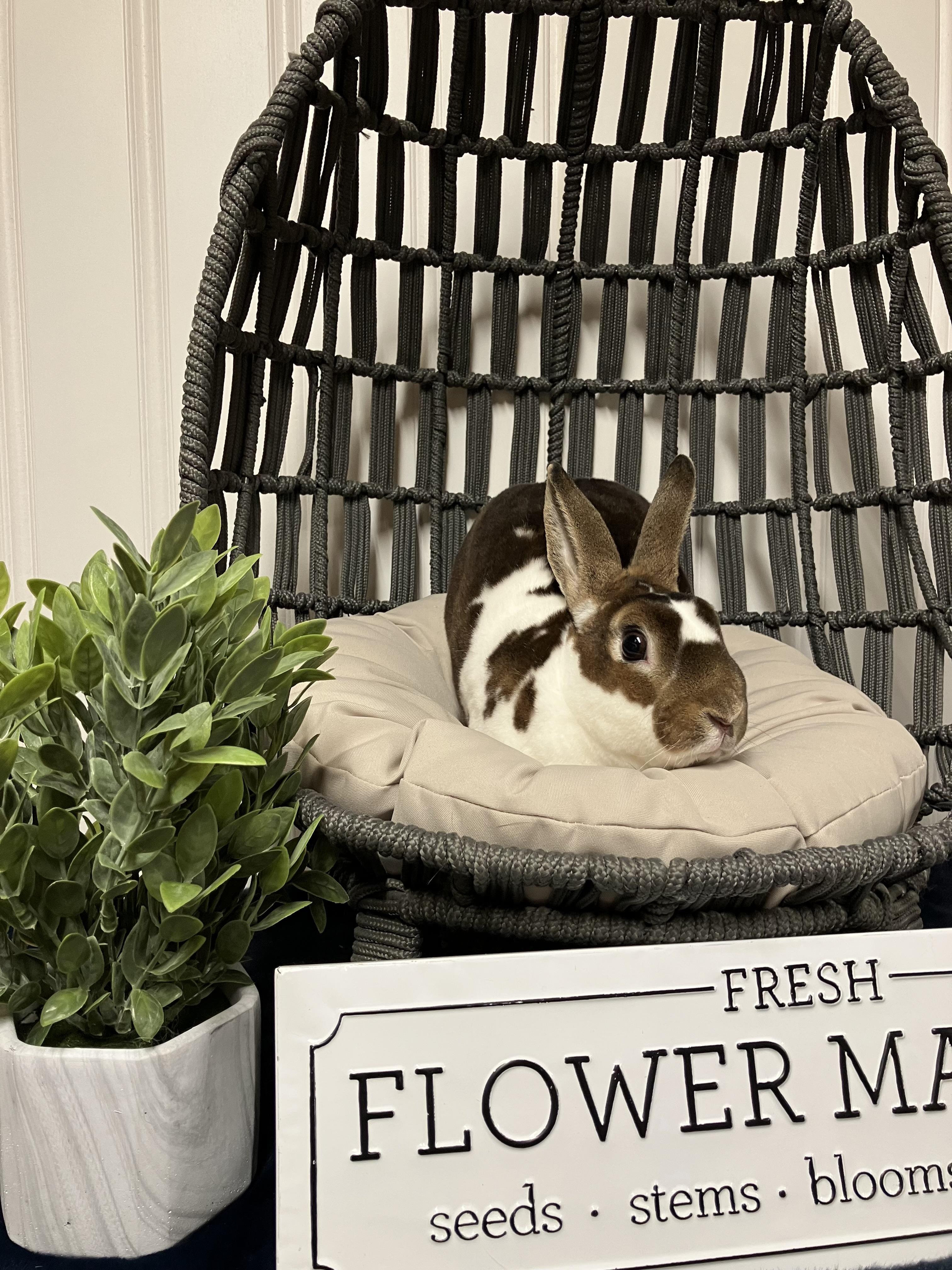 Rabbit for adoption - Syrup, a Mini Rex in Columbia, SC | Petfinder