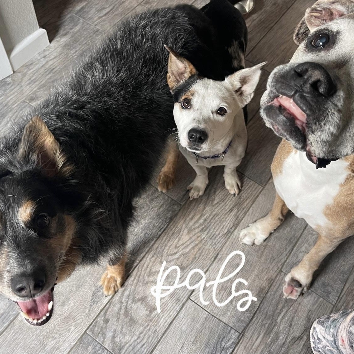 Dog for adoption - Doogie, an Australian Cattle Dog / Blue Heeler ...