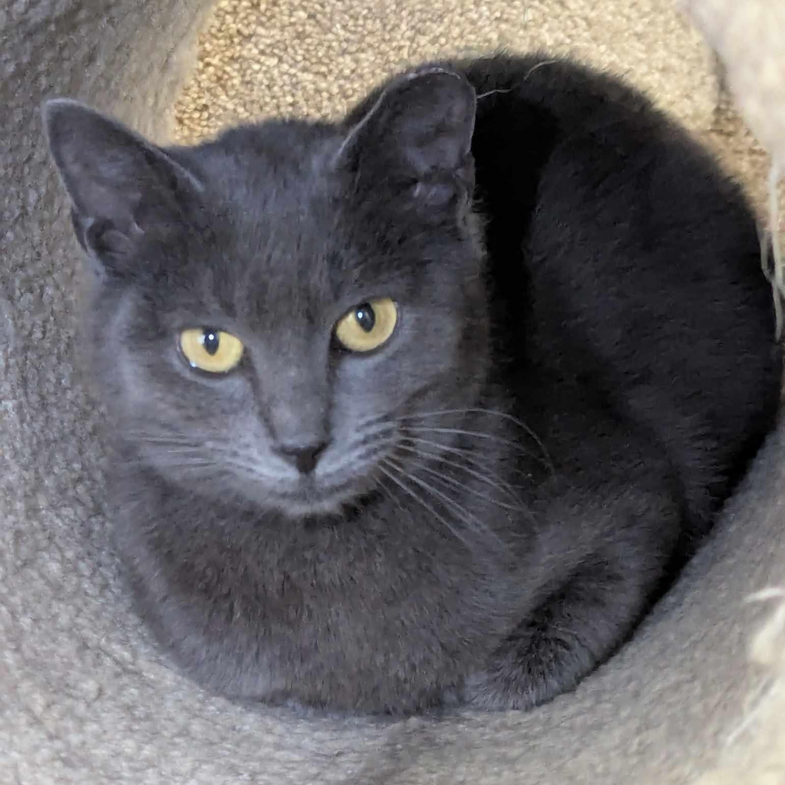 Cat for adoption - Nora Bean 1024, an American Shorthair in West ...