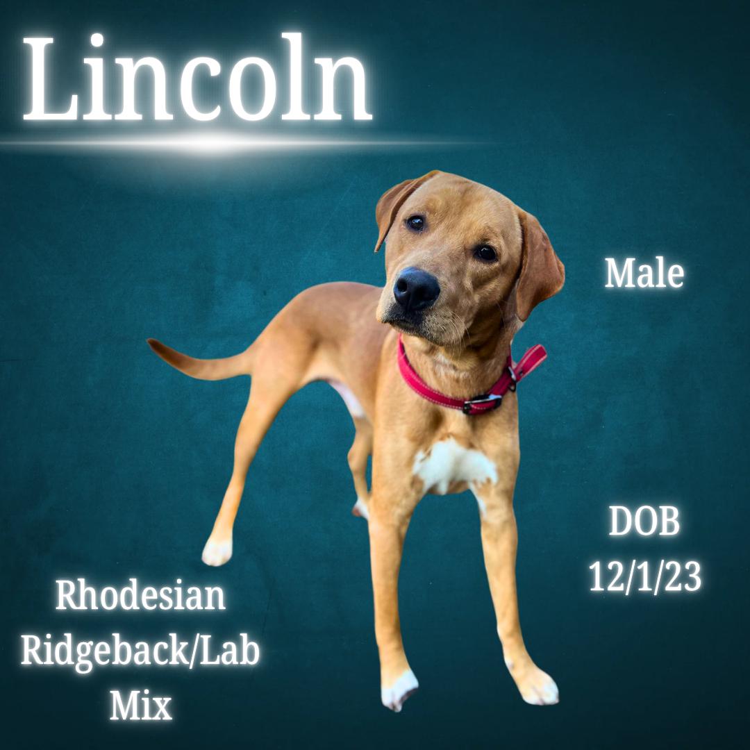 Dog for adoption - Lincoln, a Rhodesian Ridgeback & Labrador Retriever ...