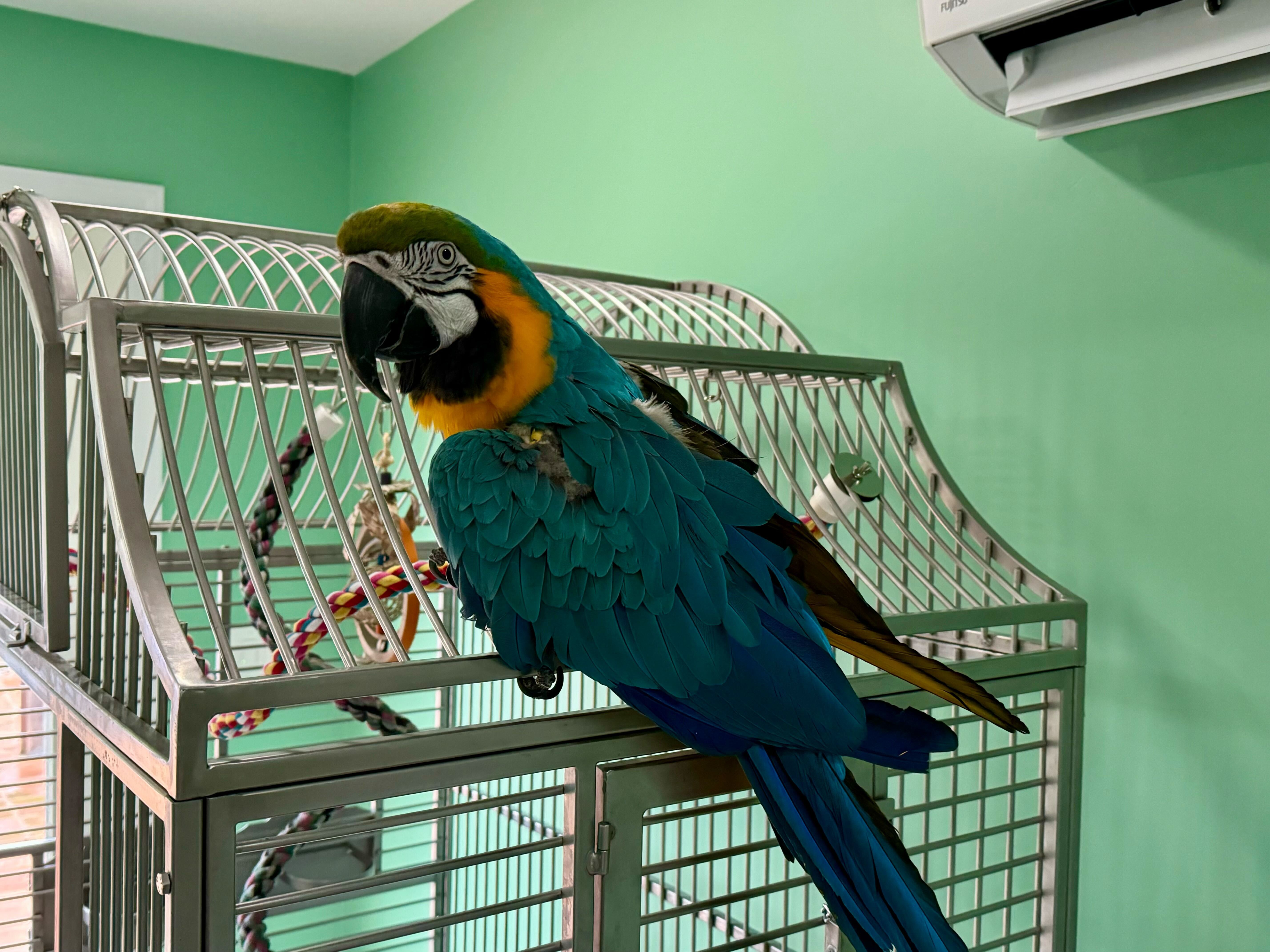 Parrot for adoption - Skye, a Macaw in San Diego, CA | Petfinder
