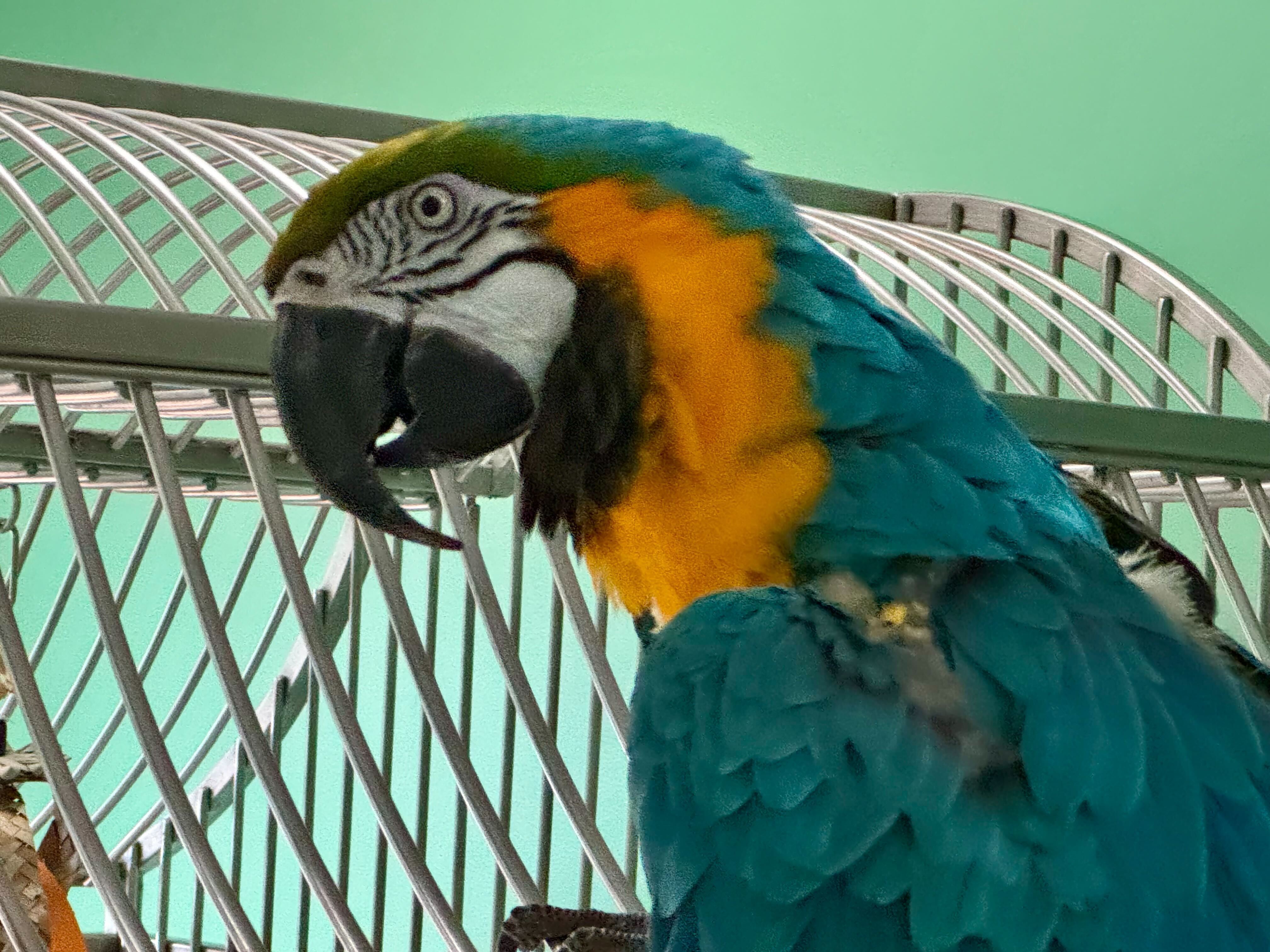 Parrot for adoption - Skye, a Macaw in San Diego, CA | Petfinder