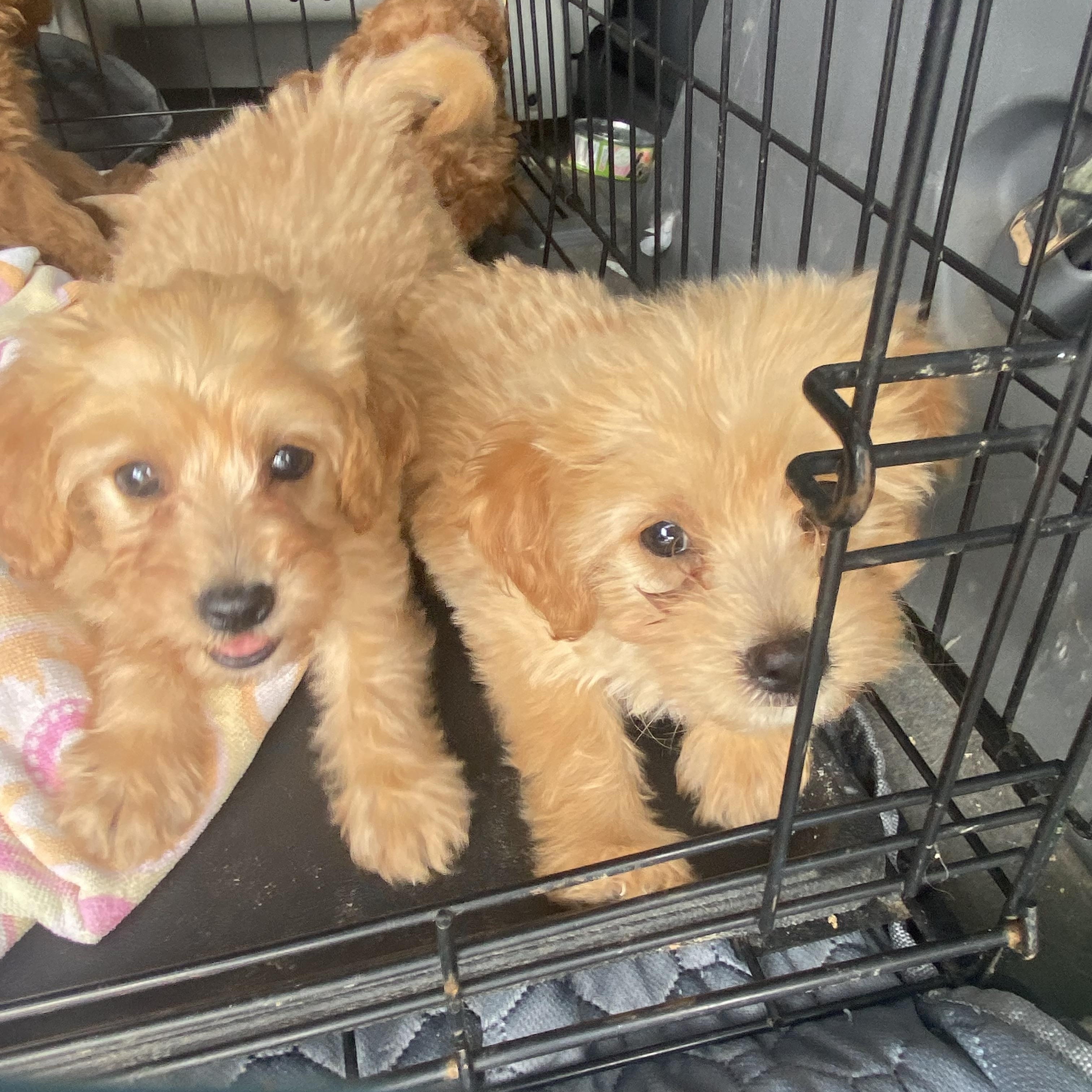 Dog for adoption - 9 week old Mini Goldendoodles, a Goldendoodle ...
