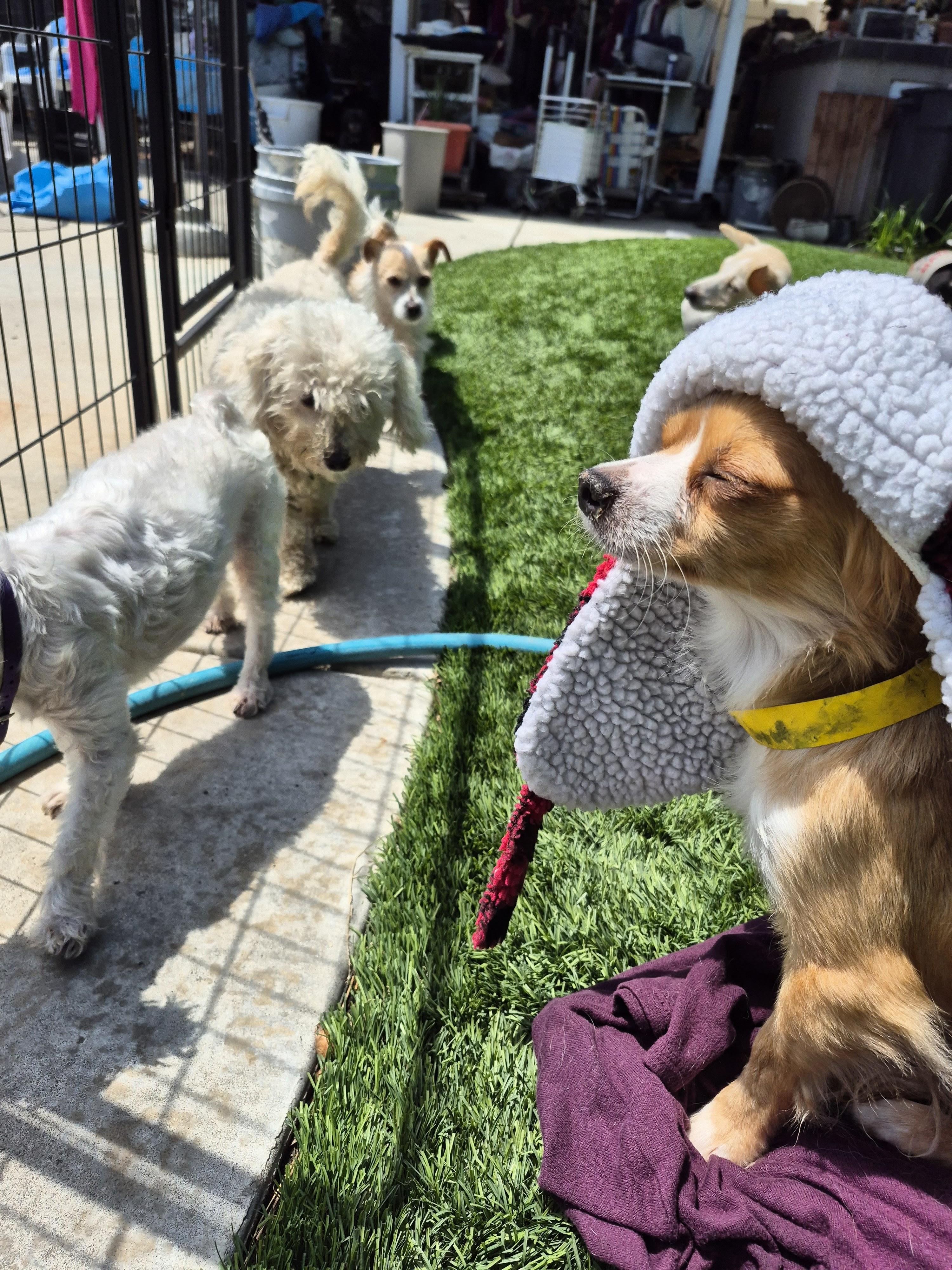 Dog for adoption - Cinnabon Man!, an English Cocker Spaniel in ...