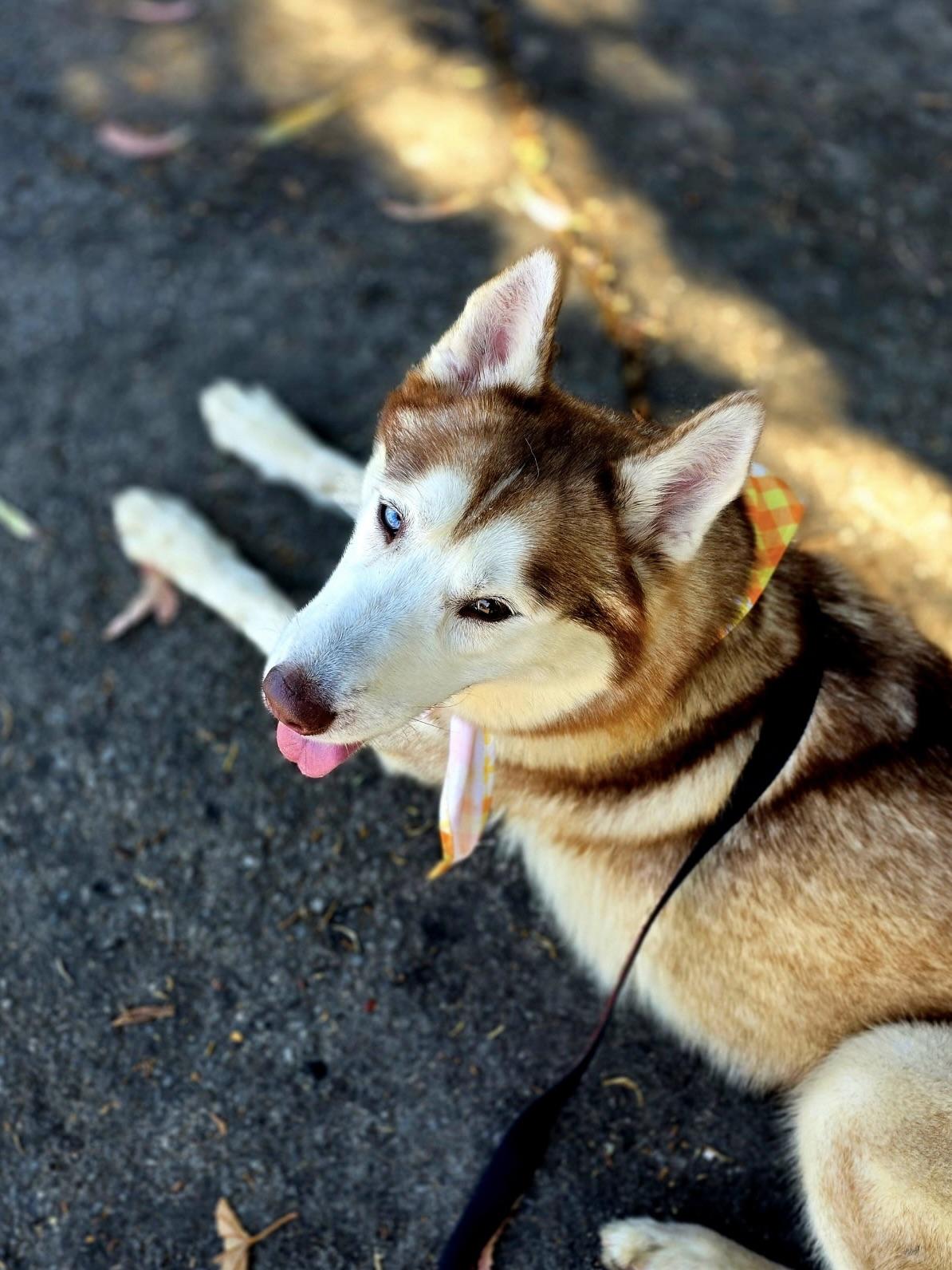 Dog for adoption - Saturn / Urgent!, a Siberian Husky & Husky Mix in ...