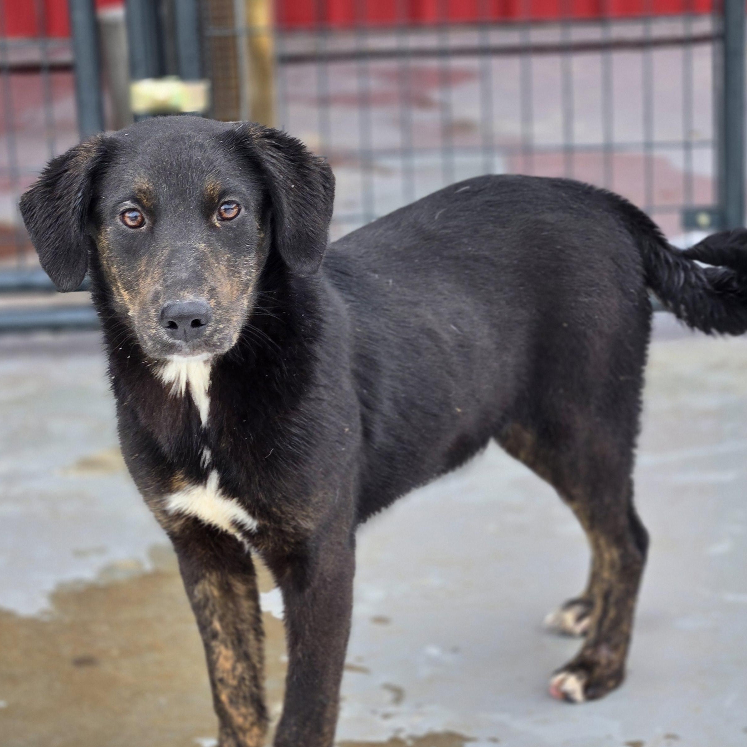 Dog for adoption - Meera, a Mixed Breed in Bedminster, NJ | Petfinder