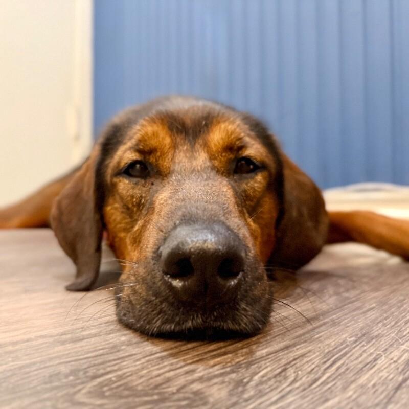 Dog for adoption - Mavis, a Hound & Redbone Coonhound Mix in ...