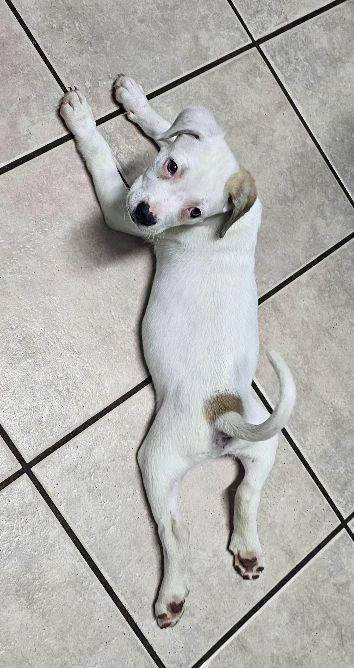 Dog for adoption - Bramble, a Mixed Breed in Denver, CO | Petfinder