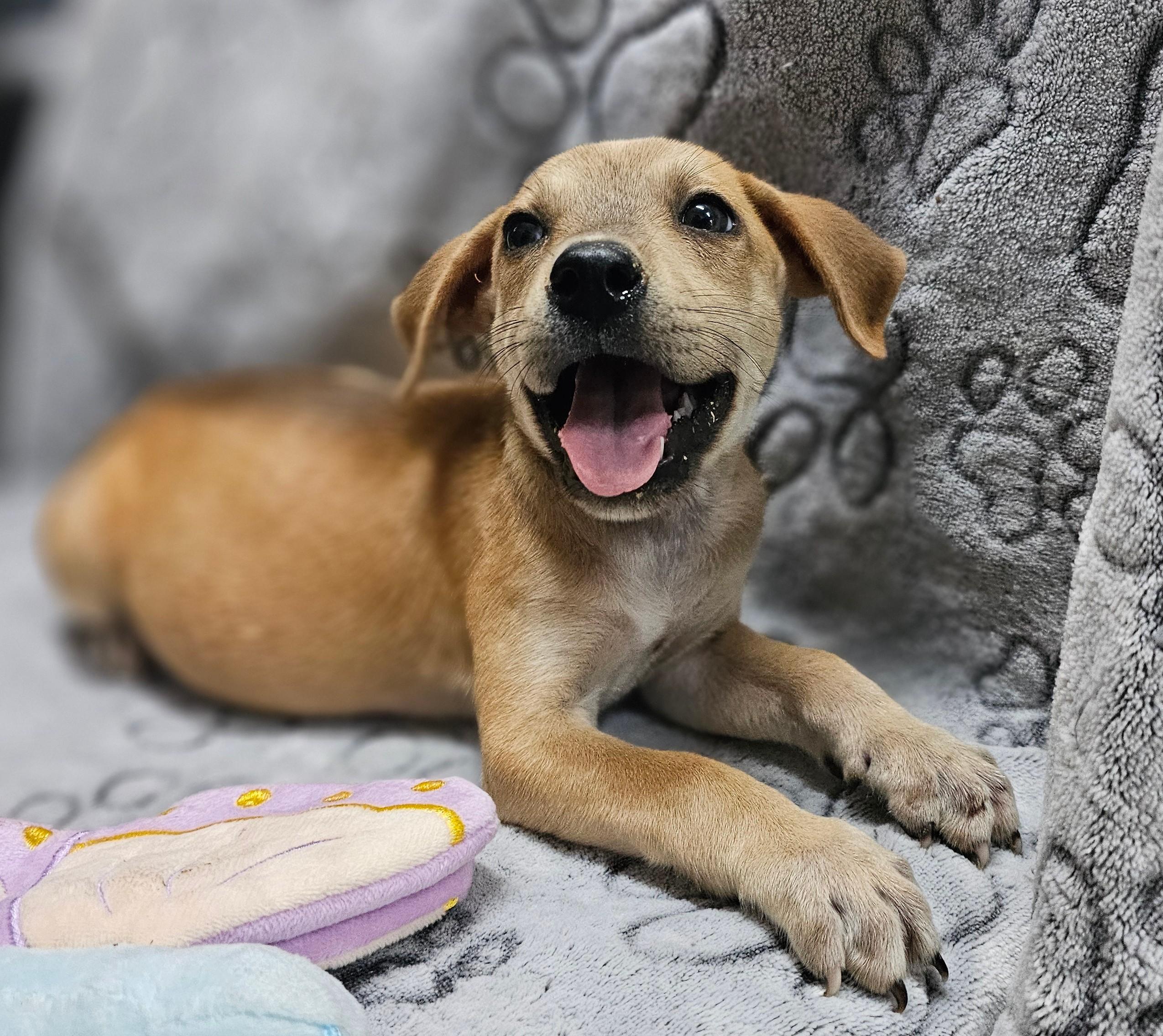 Dog for adoption - Noodle, a Labrador Retriever Mix in Aurora, CO | Petfinder