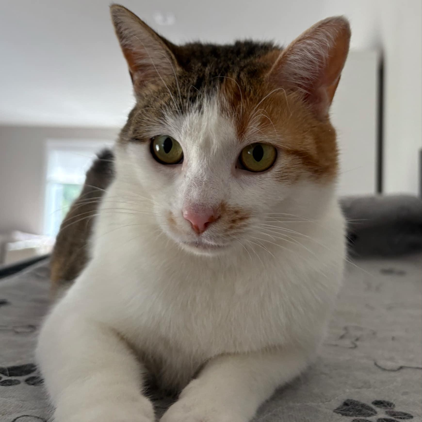 Cat for adoption - Mona – A Sweetie with a Heart of Gold!, a Domestic ...