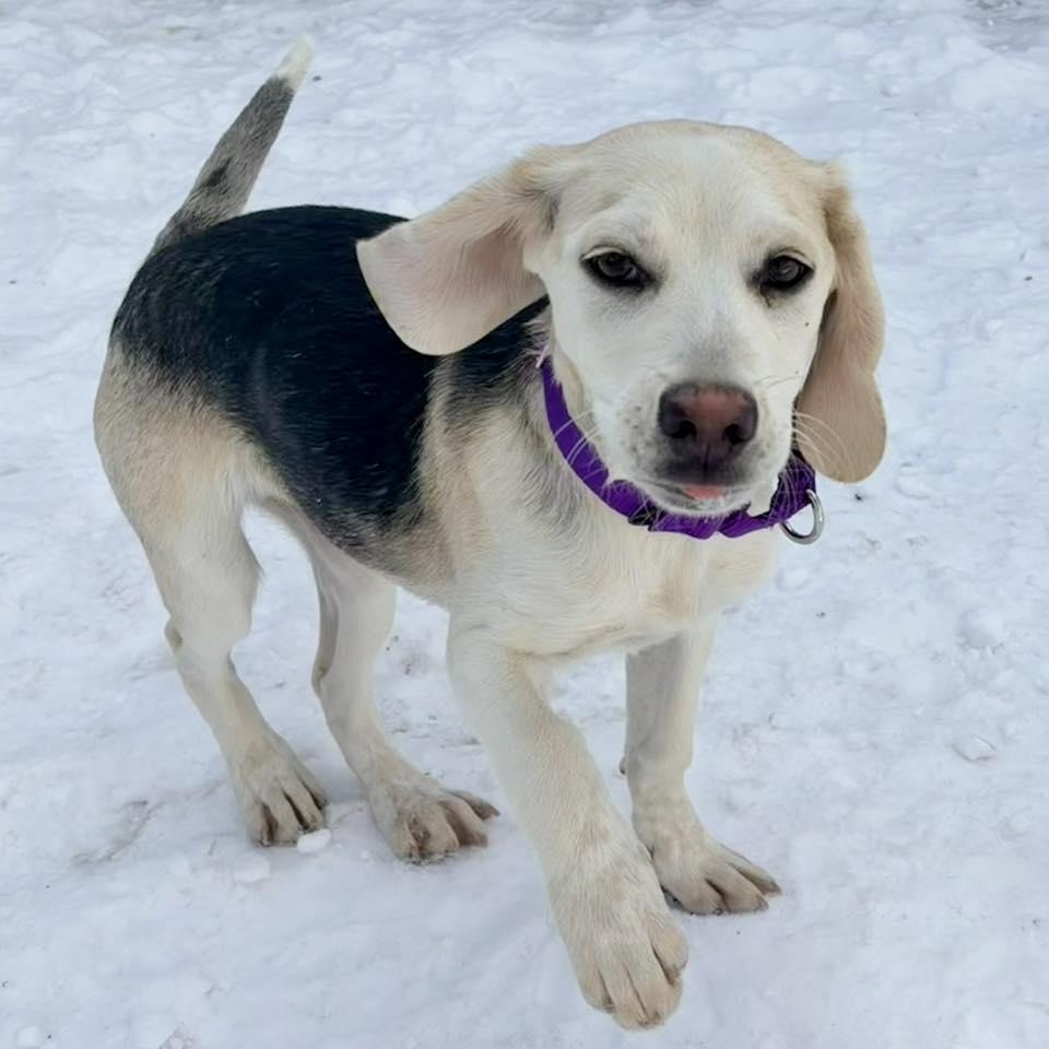 Lemon - Adoptable Pet | Petfinder | Petfinder