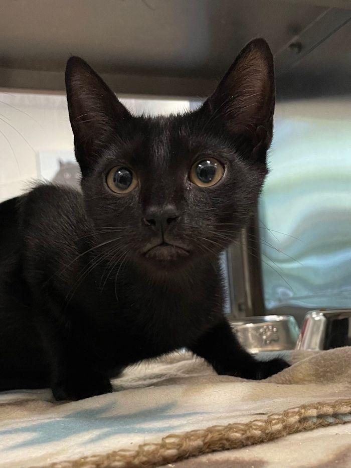 Cat for adoption - Newt, a Domestic Short Hair Mix in Okatie, SC ...