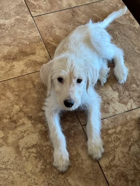 Dog for adoption - Tennessee, a Miniature Poodle & Labradoodle Mix in ...
