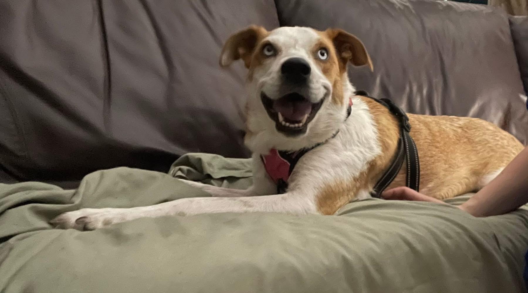 Dog for adoption - Victoria, a Mixed Breed in Fremont , MI | Petfinder