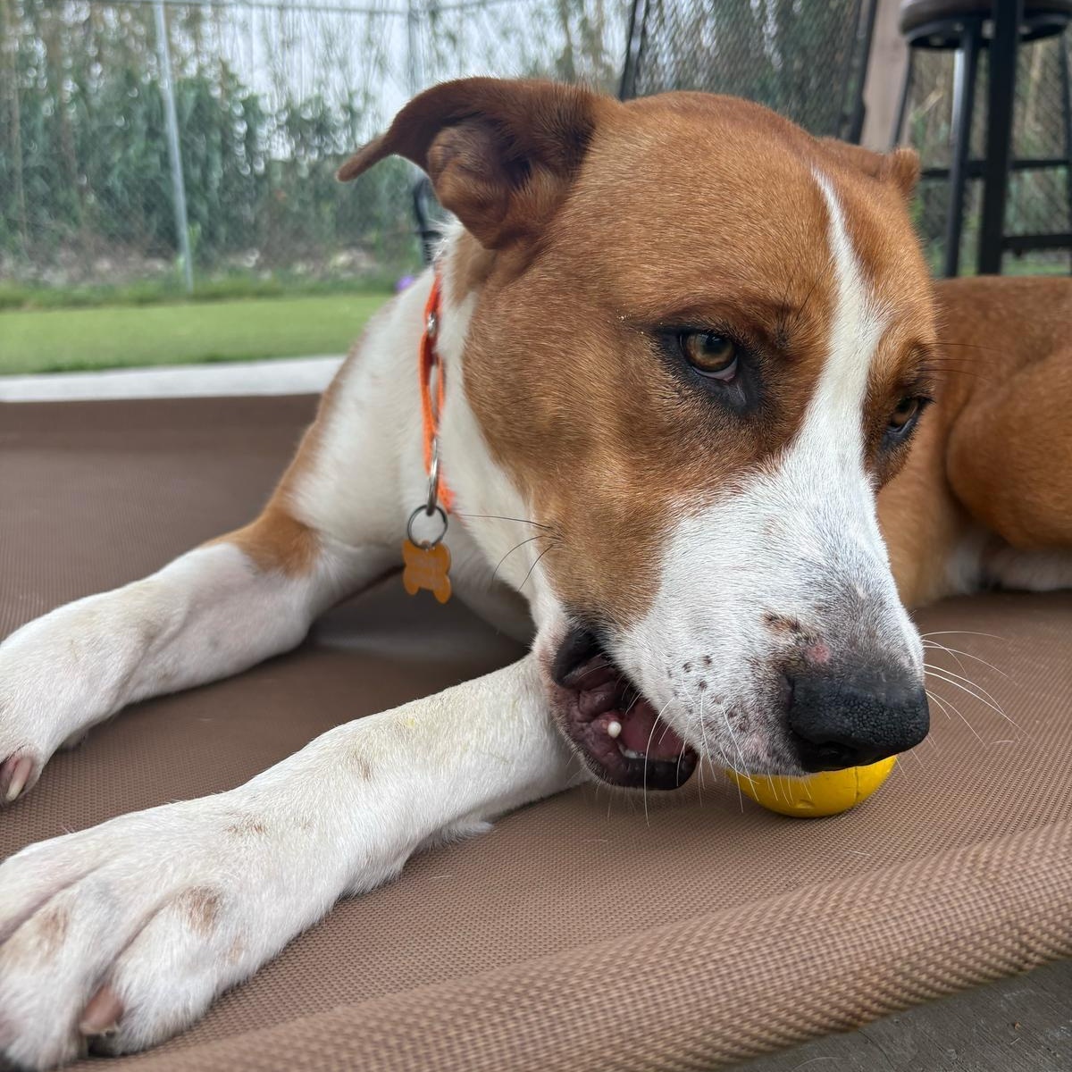 Dog for adoption - Cheddar, a Labrador Retriever Mix in Dallas, TX ...