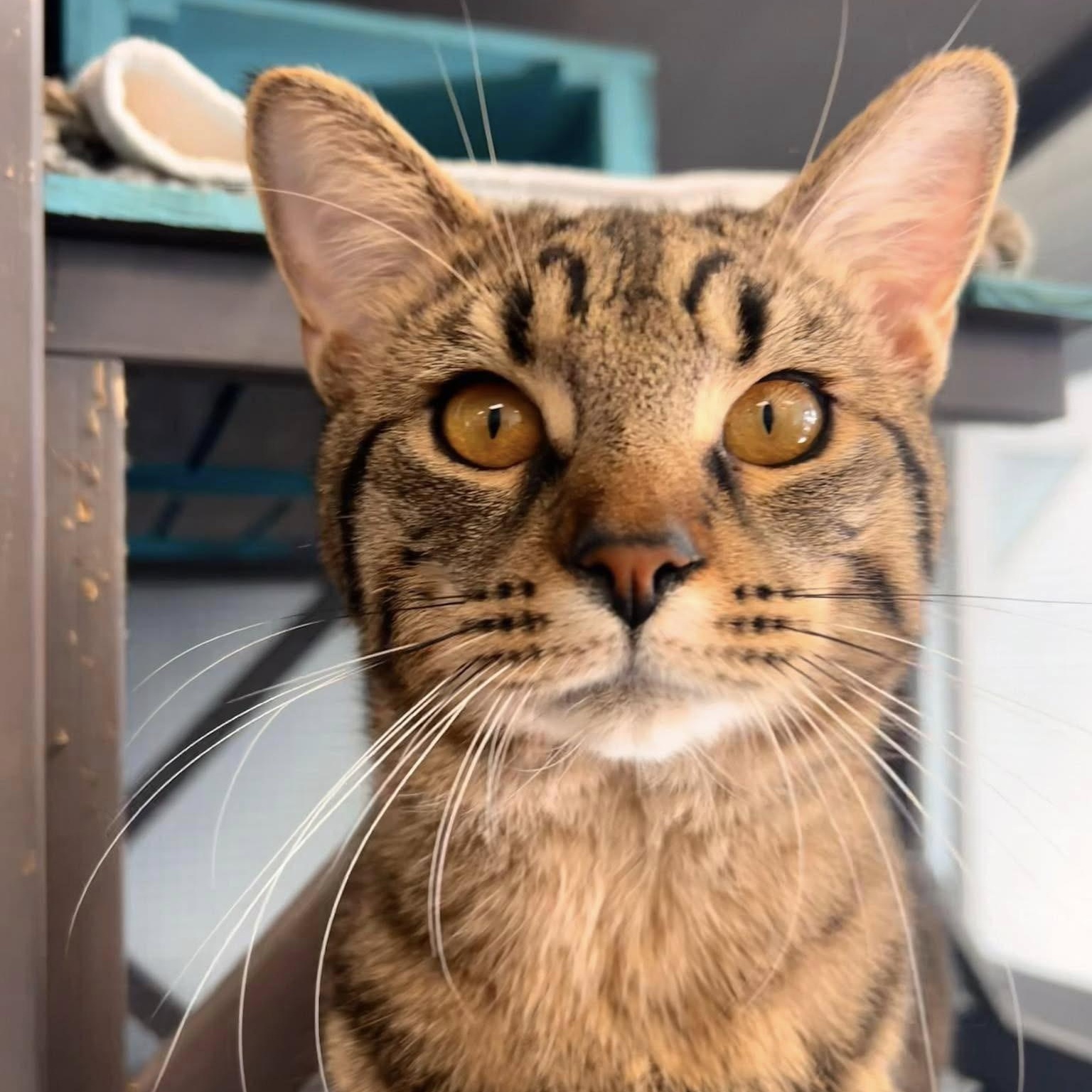 Cat for adoption - Alpine, a Tabby in Grand Rapids, MI | Petfinder