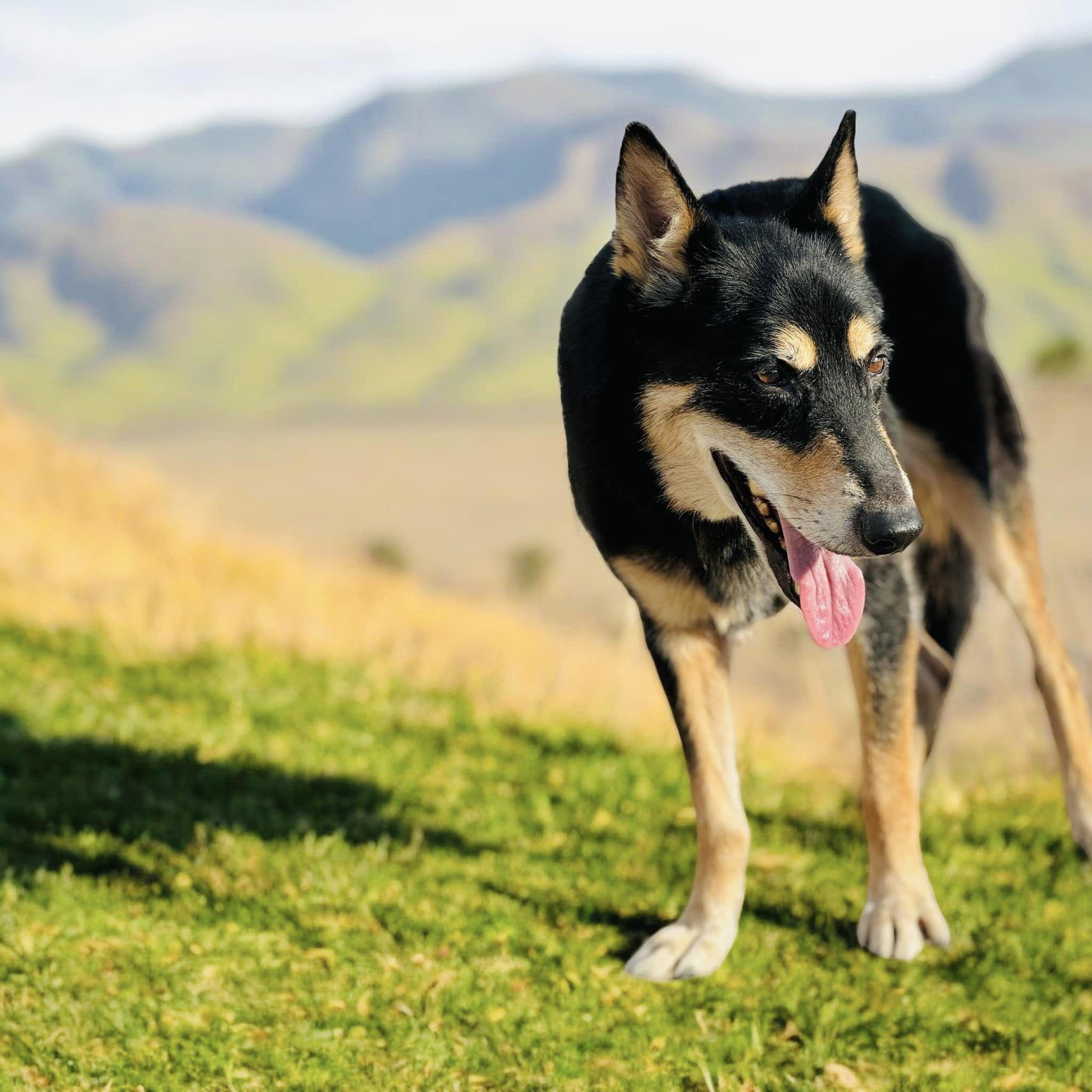 Dog for adoption - Rocky, a German Shepherd Dog in Bellingham, WA ...