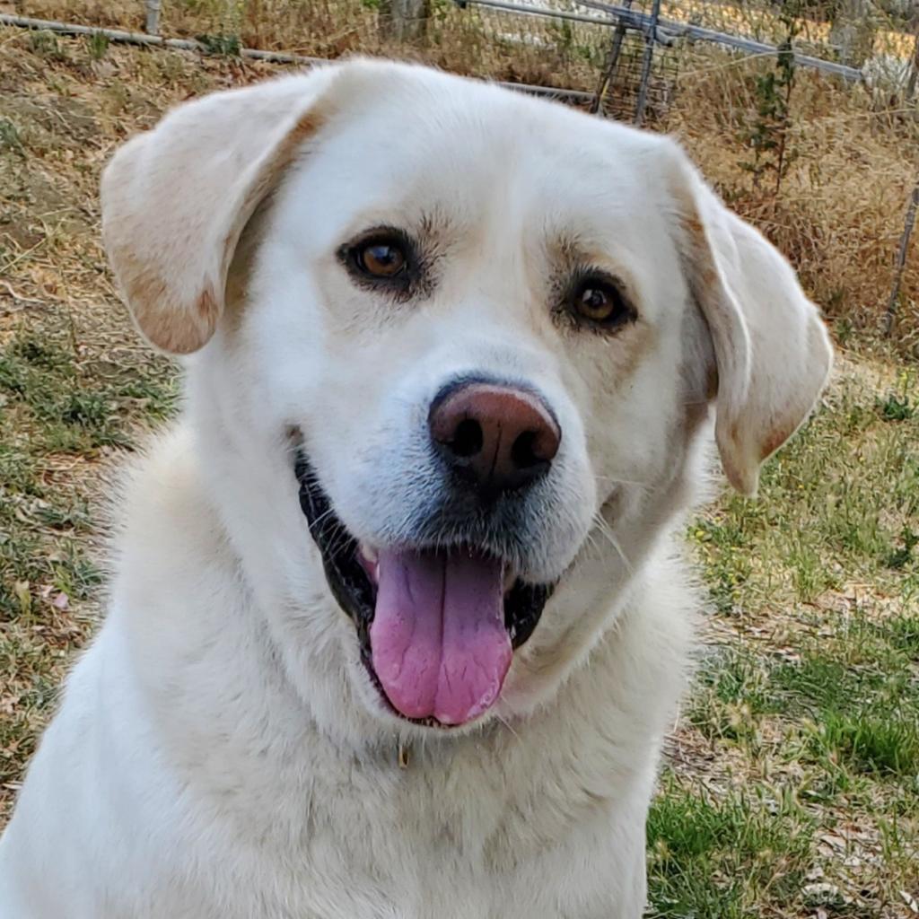 Dog for adoption - Leo, a Great Pyrenees & Yellow Labrador Retriever ...