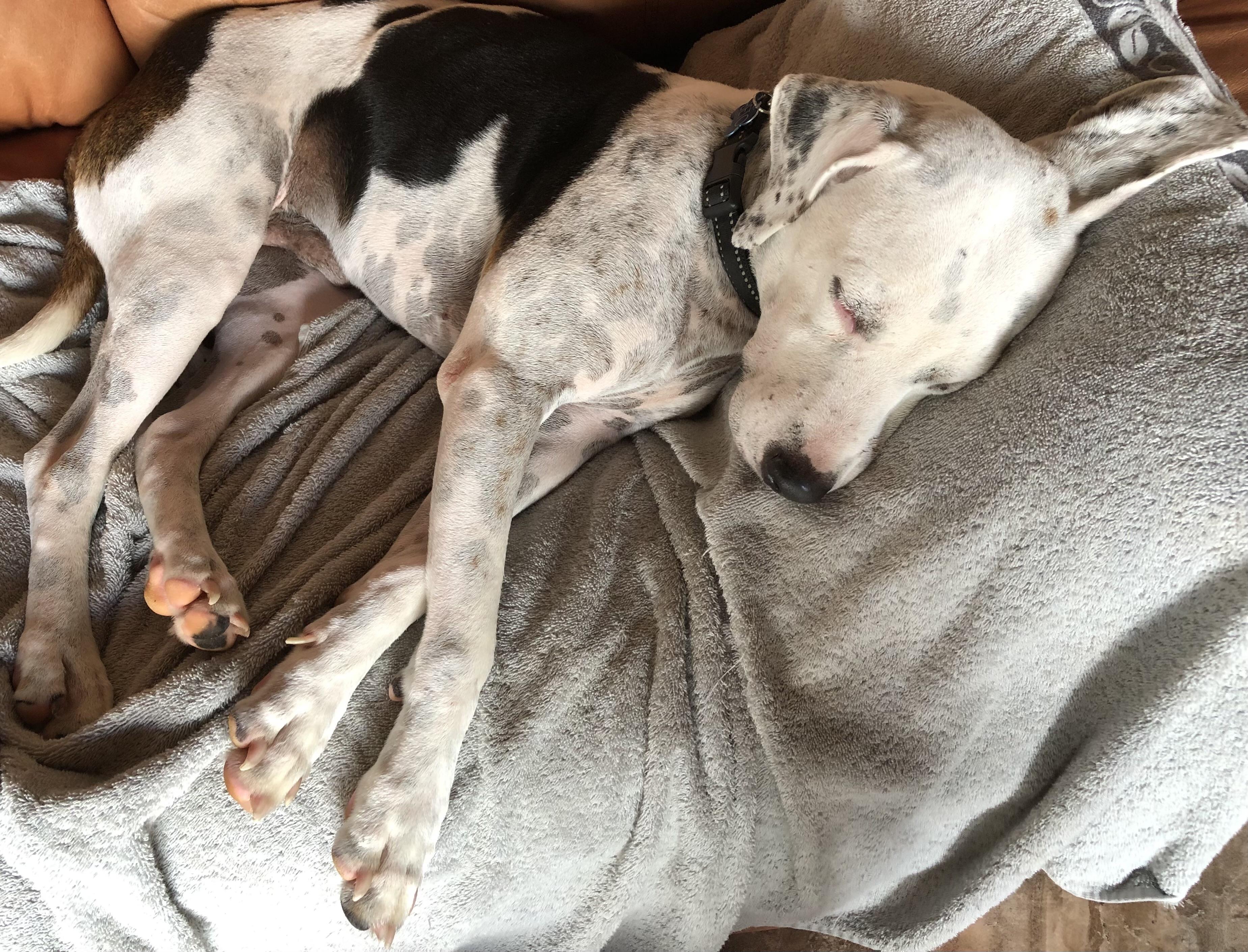 Dog for adoption - Beto and Pantera, a Pointer & Dachshund Mix in ...