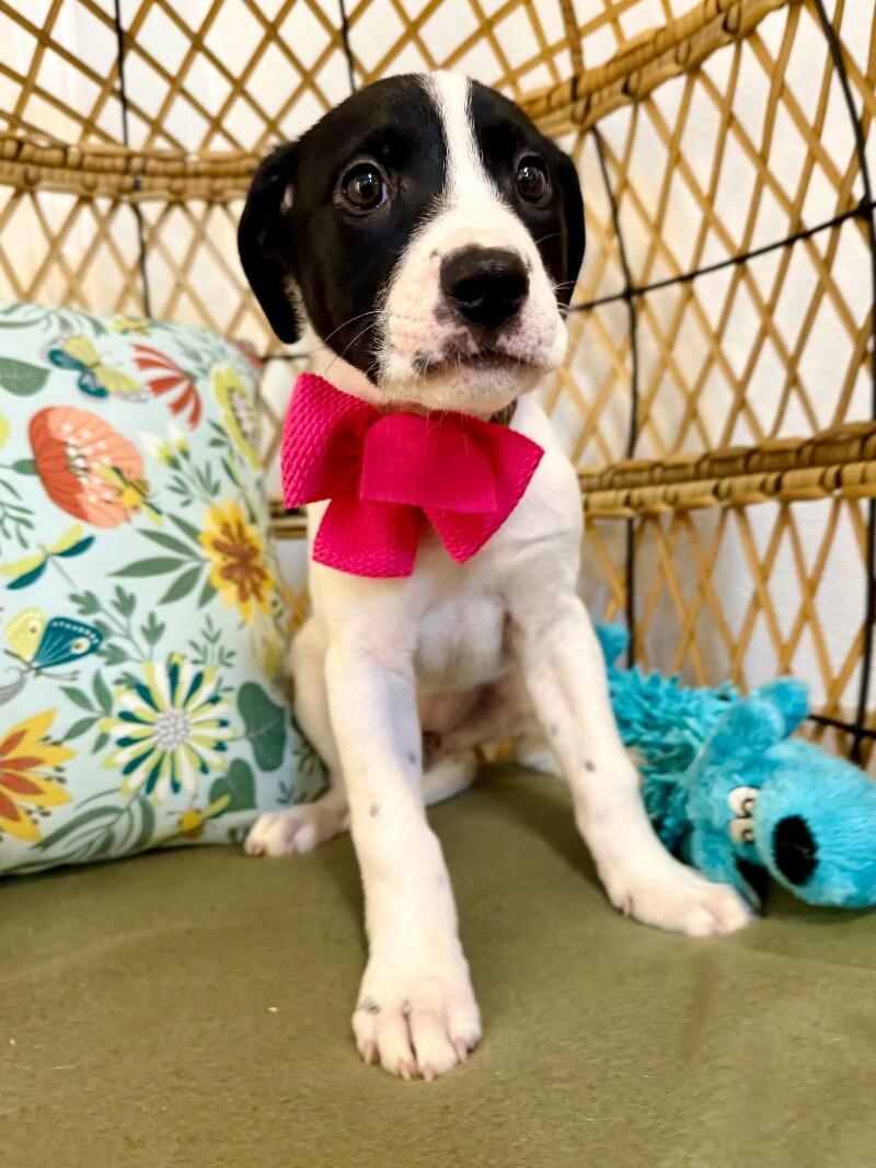 Dog for adoption - Spring White, a German Shorthaired Pointer & Pit ...