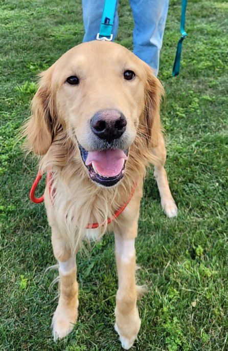 Dog for adoption - Murry, a Golden Retriever in Waterville, OH | Petfinder