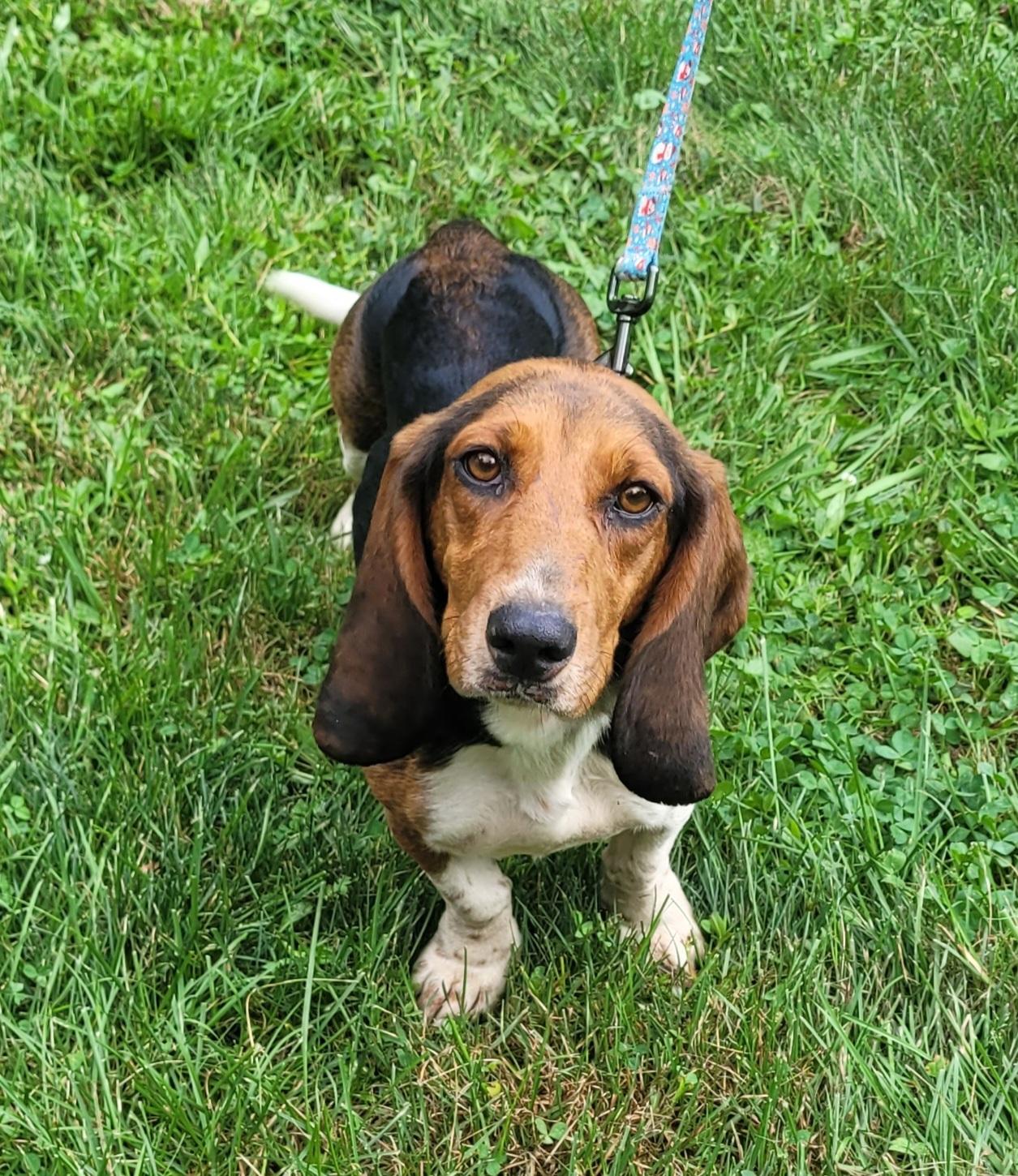 Dog for adoption - Louise, a Basset Hound & Beagle Mix in Clarksburg ...