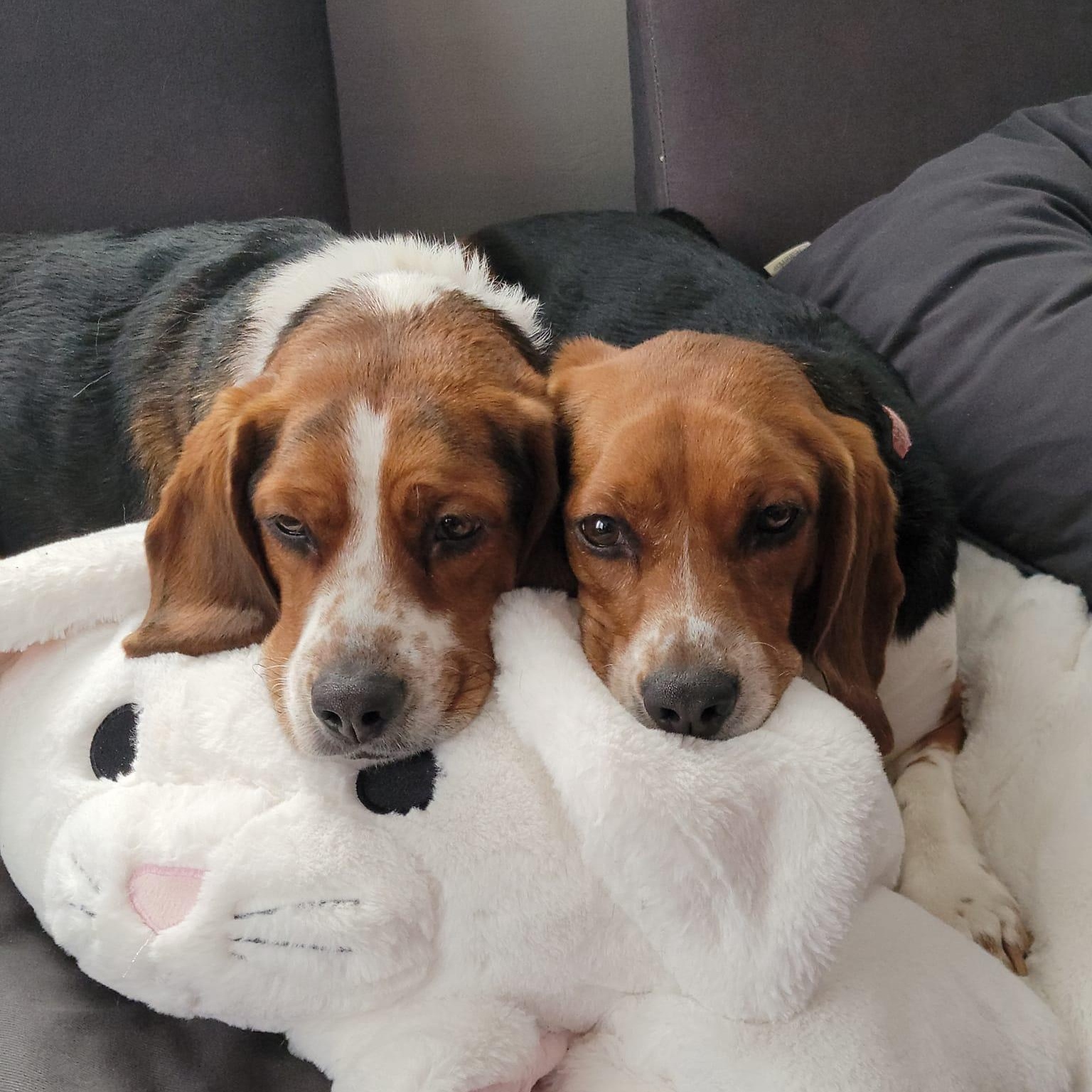 Dog for adoption - Waylan, a Beagle in Stoughton, MA | Petfinder