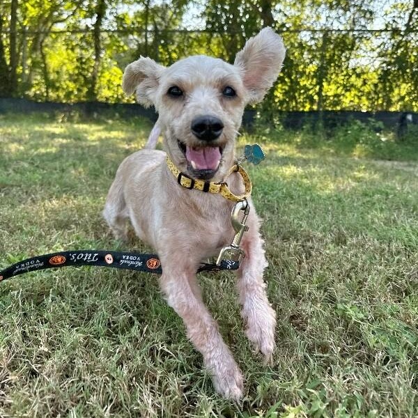 Dog for adoption - Demi Moore, a Shih Tzu & Maltese Mix in Cincinnati ...