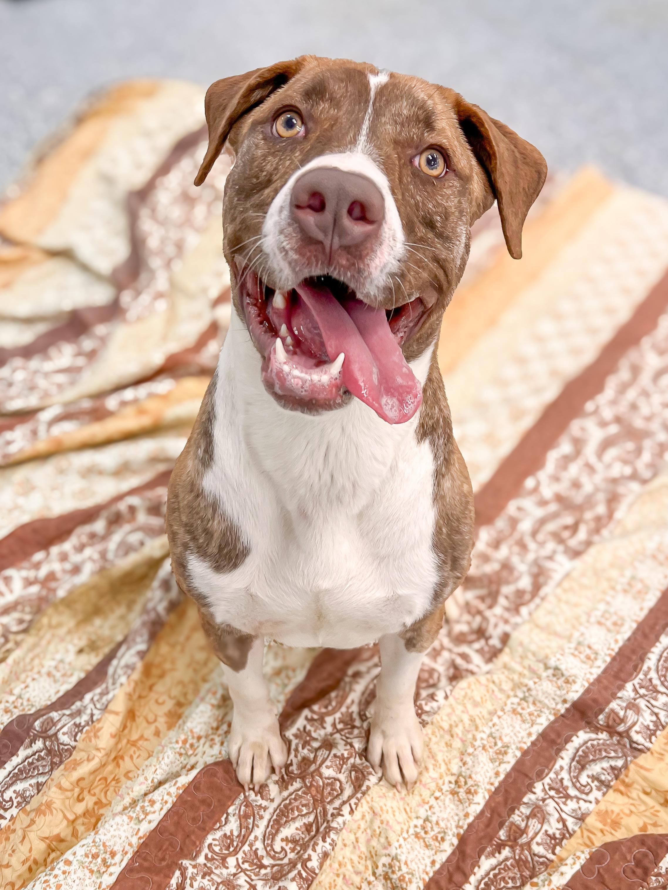 Dog for adoption - Fee Waived! Skittles is in NH! Come Meet our ...