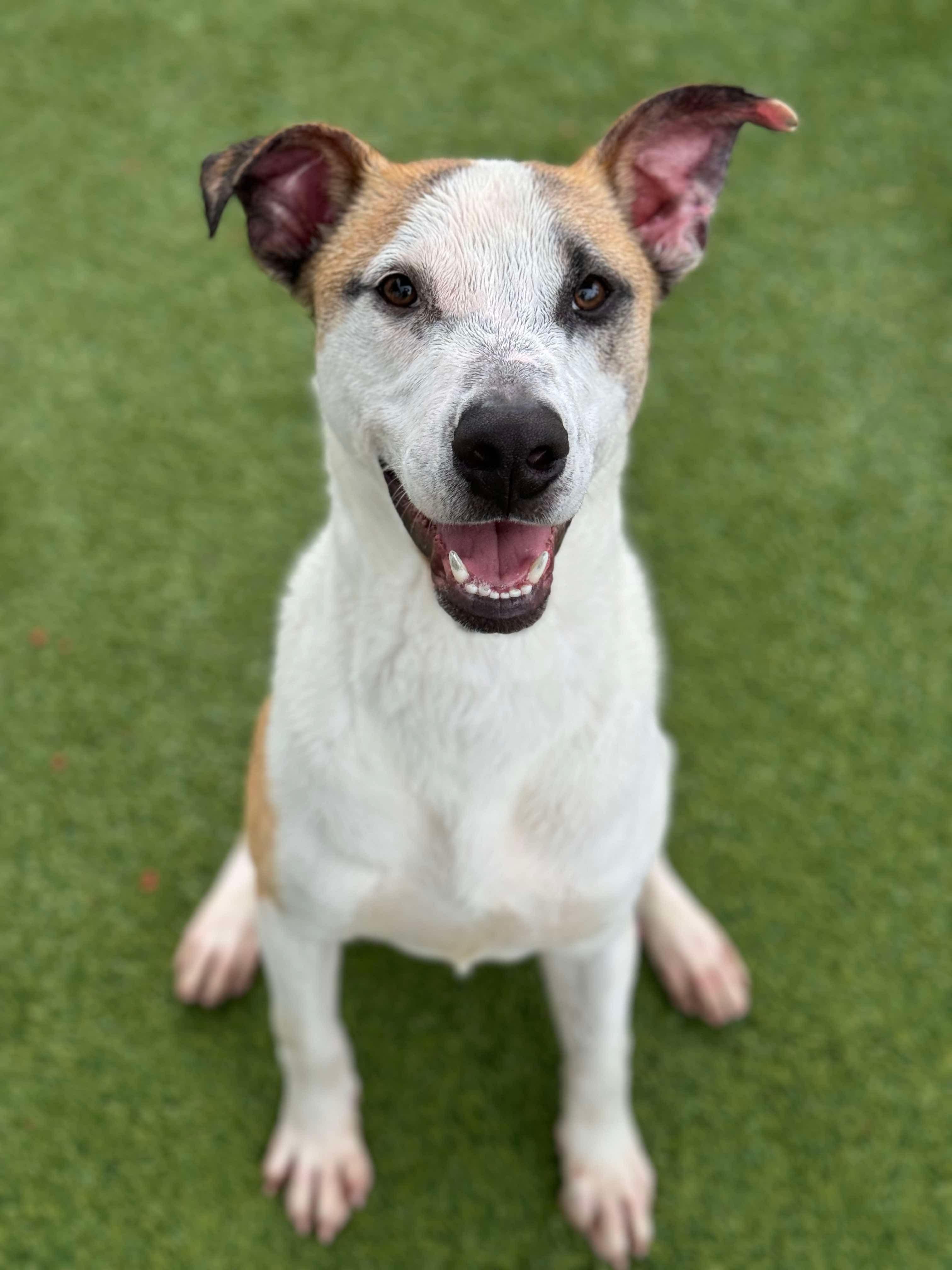 Dog for adoption - Cosmo, an American Staffordshire Terrier Mix in Robbinsville, NJ | Petfinder