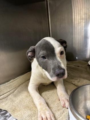 Dog for adoption - Coleslaw (147675), a Pit Bull Terrier Mix in Baton ...