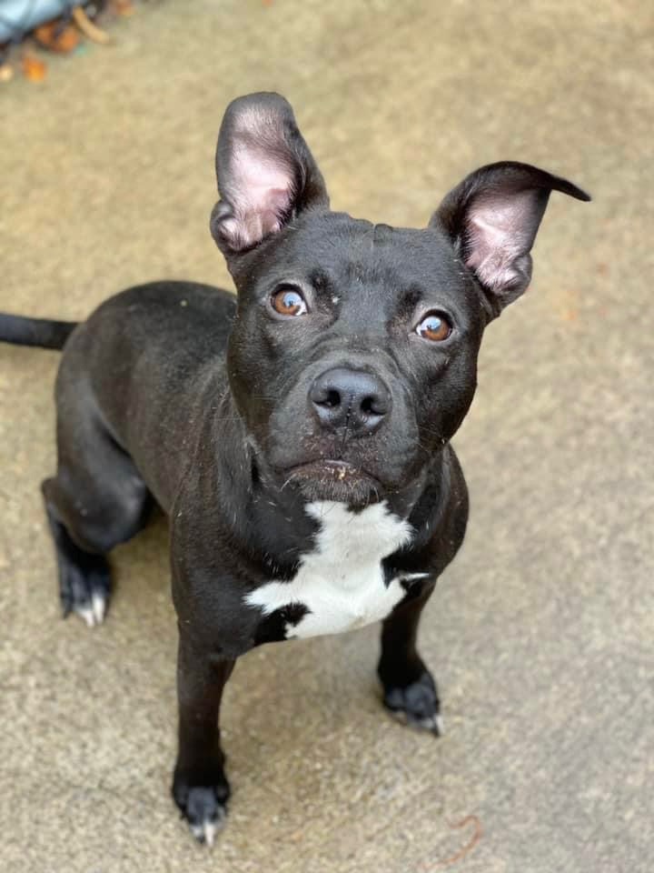 Dog for adoption - Elan, a Pit Bull Terrier Mix in Chicago, IL | Petfinder