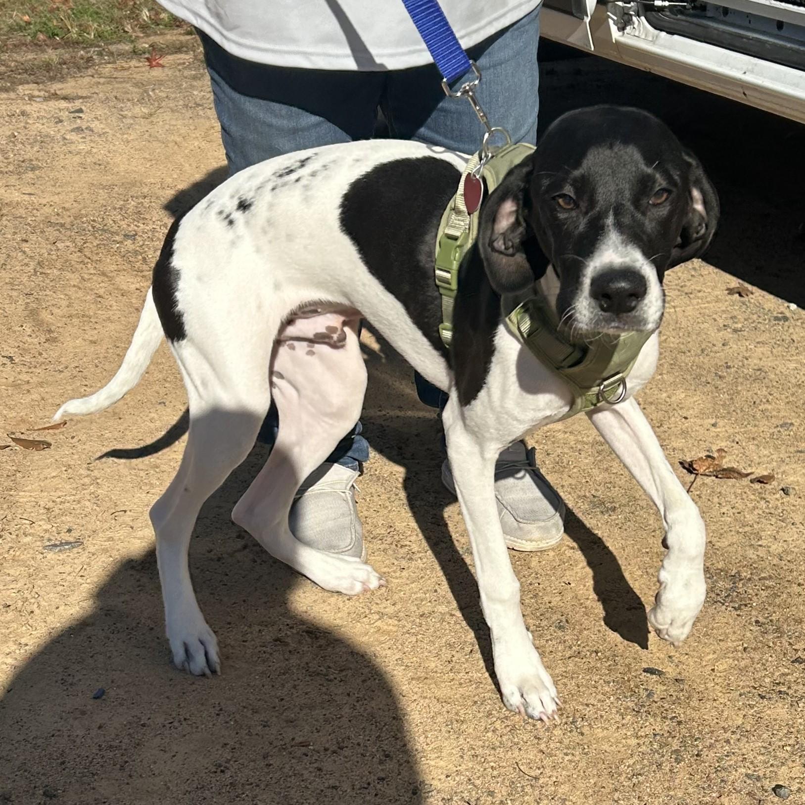 Dog for adoption - Shakespeare, a Great Dane & English Springer Spaniel Mix in Milford, CT ...