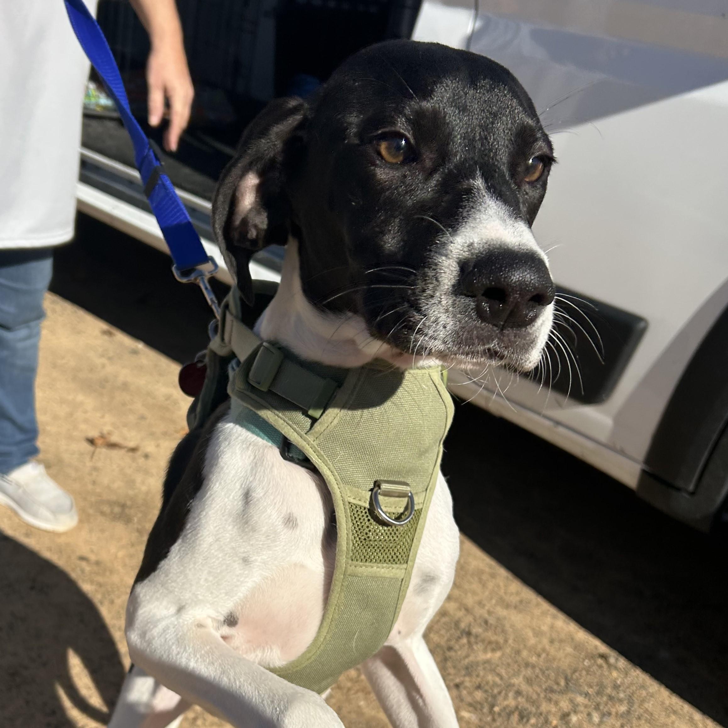 Dog for adoption - Shakespeare, a Great Dane & English Springer Spaniel Mix in Milford, CT ...