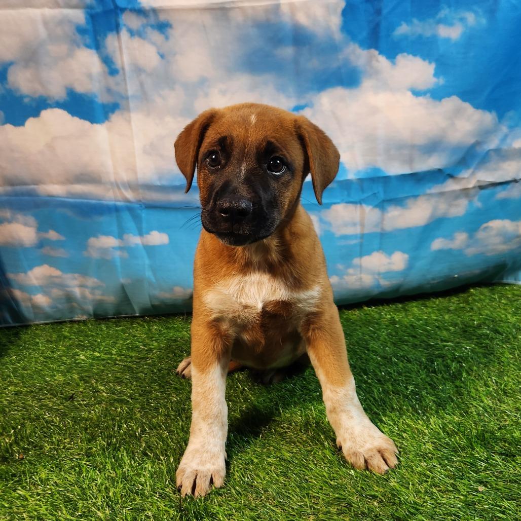 Dog for adoption - Twister FJ, a Boxer & Shepherd Mix in Southampton ...