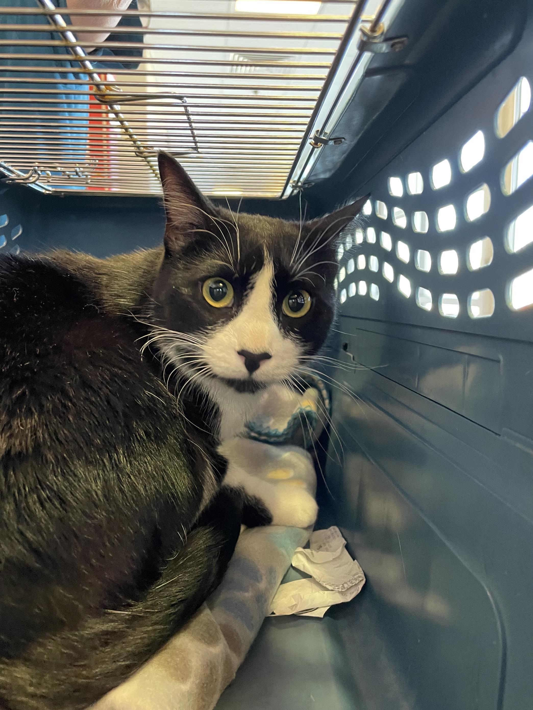 Cat for adoption - Cosmo A207617, a Tuxedo in Plano, TX | Petfinder